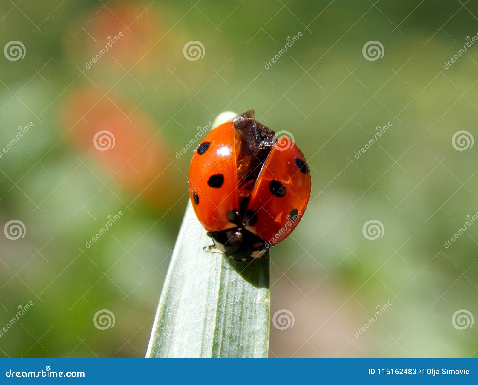 Ladybug trying to fly stock image. Image of color, insect - 115162483