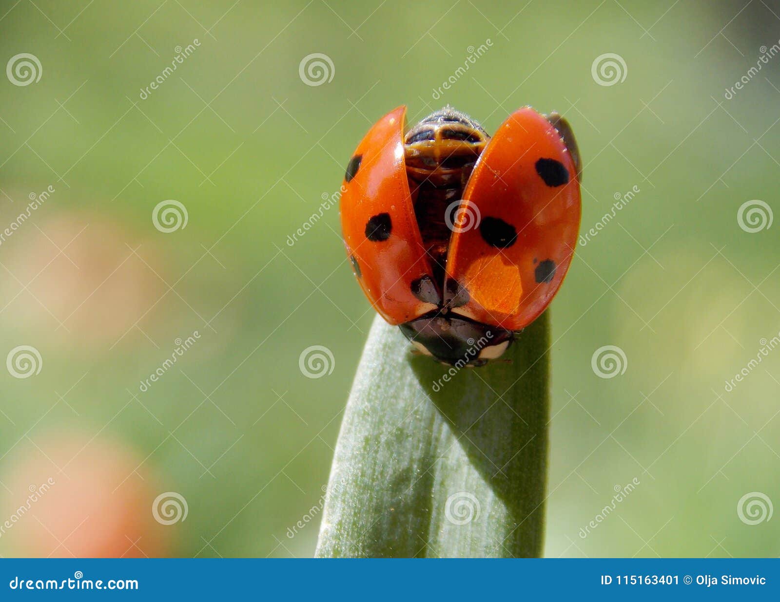 Ladybug trying to fly stock image. Image of leaf, nature - 115163401
