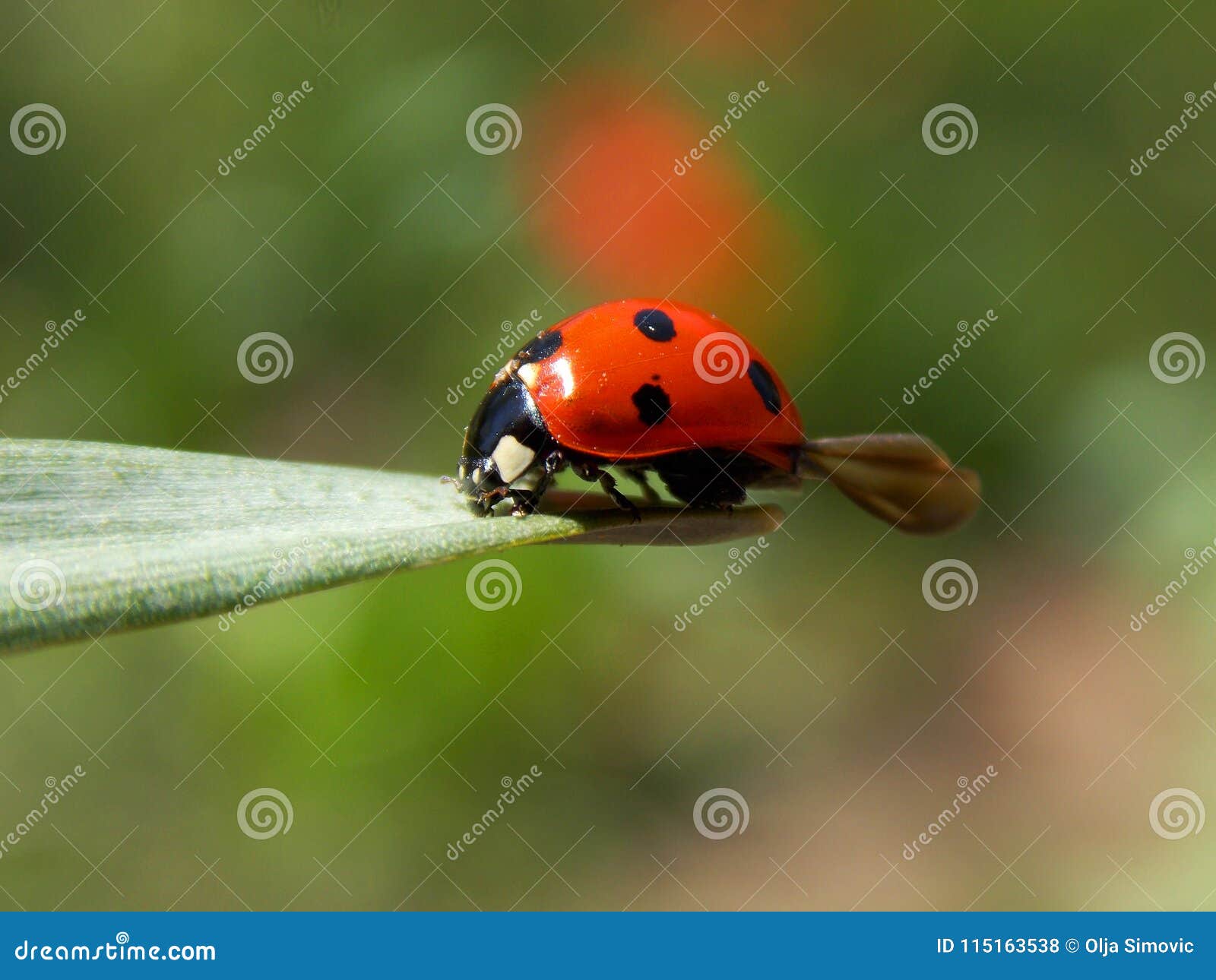 Ladybug trying to fly stock photo. Image of nature, insect - 115163538