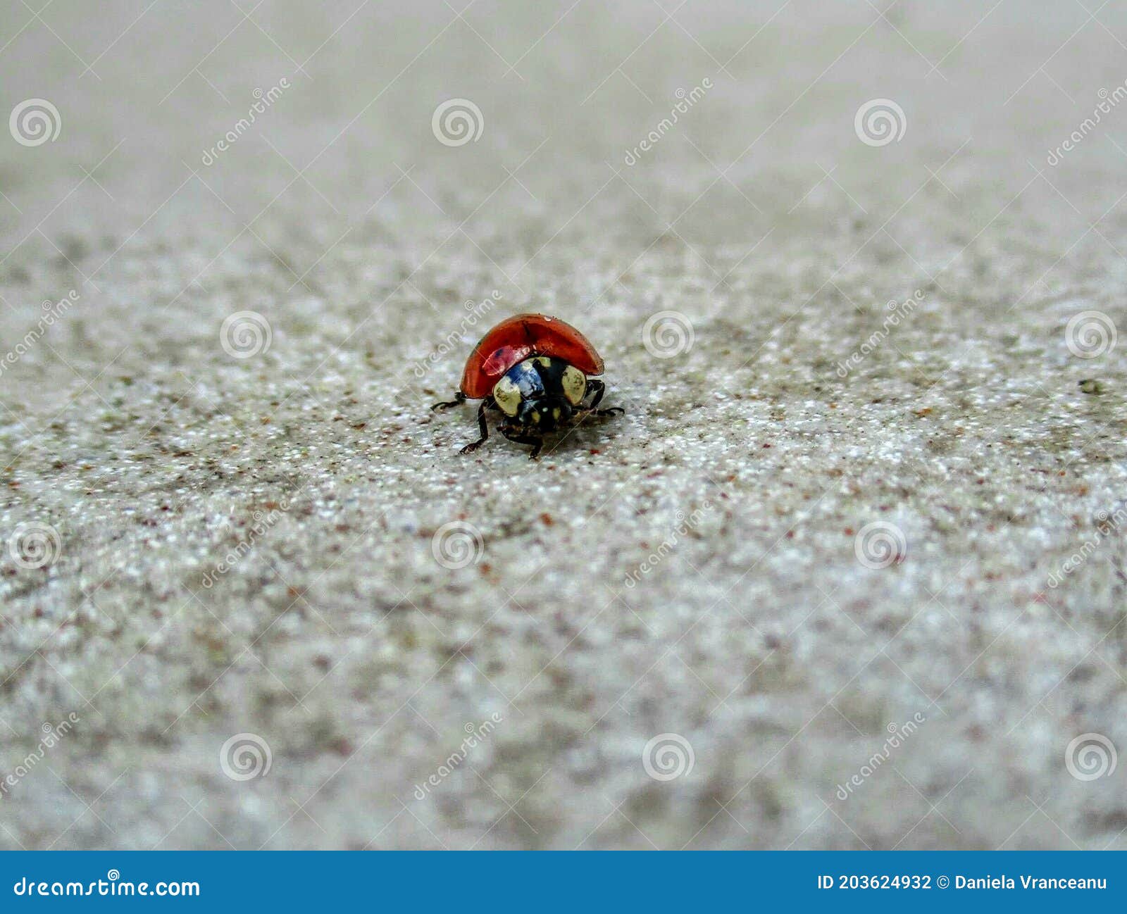 Red ladybug walking stock photo. Image of ladybug, sand - 203624932