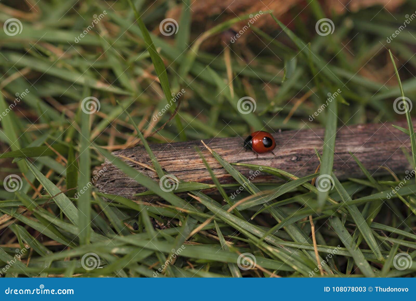 Red Ladybug Walking Around in Nature. Detailed Close-up. Stock Image ...