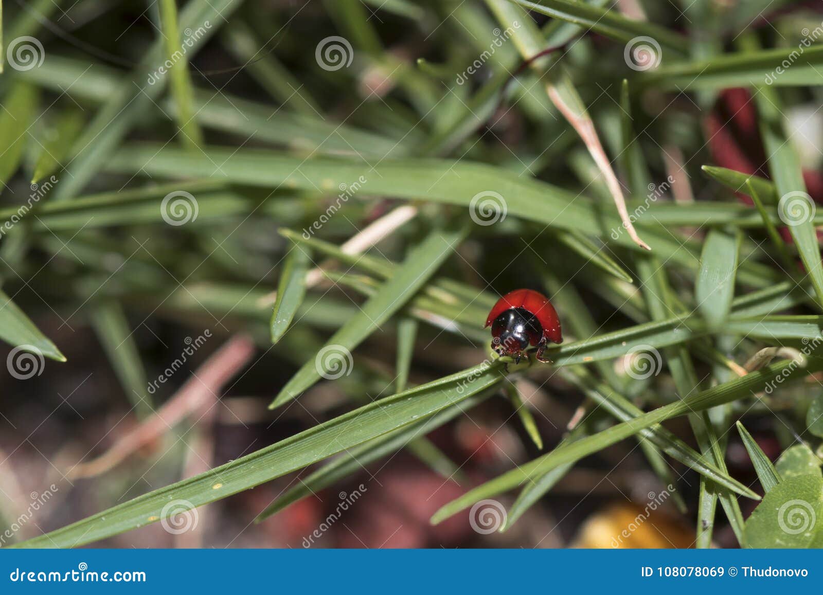 Red Ladybug Walking Around in Nature. Detailed Close-up. Stock Image ...