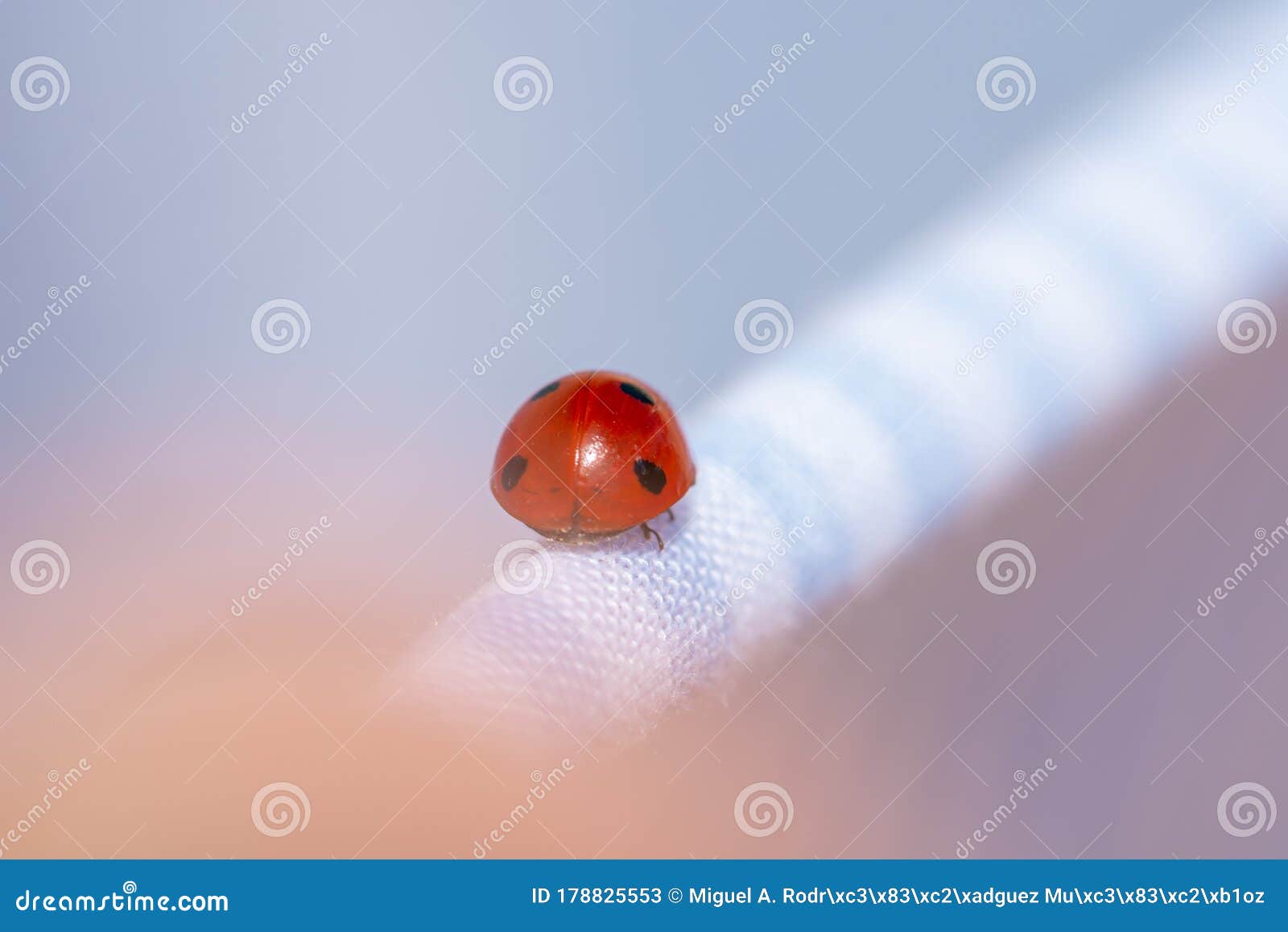 Red Ladybug Walking on a Blue Sheet Lying in the Sun Stock Image ...