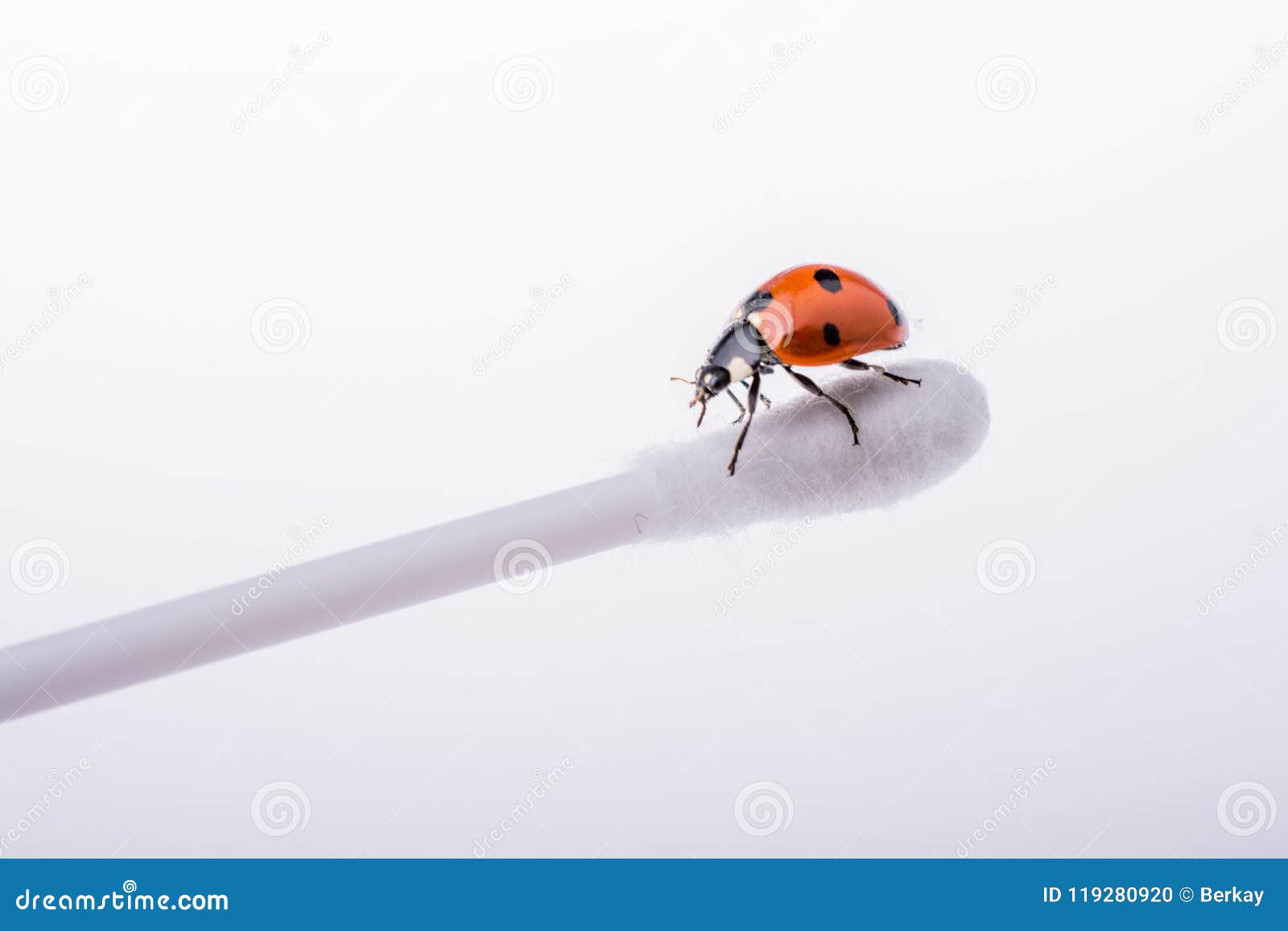 Beautiful Red Ladybug Walking on an Ear Stick Stock Photo - Image of ...