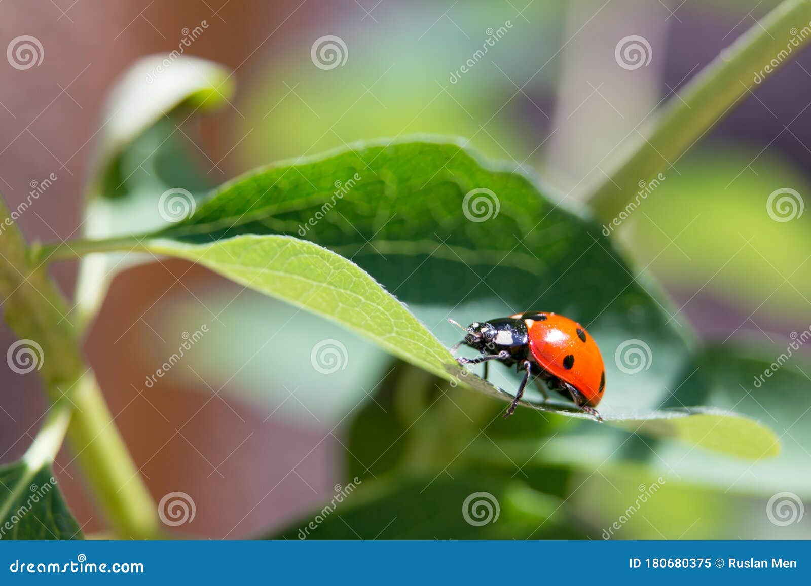 Red Ladybug Walks on a Green Leaf of a Young Plant Under Sunlight in ...