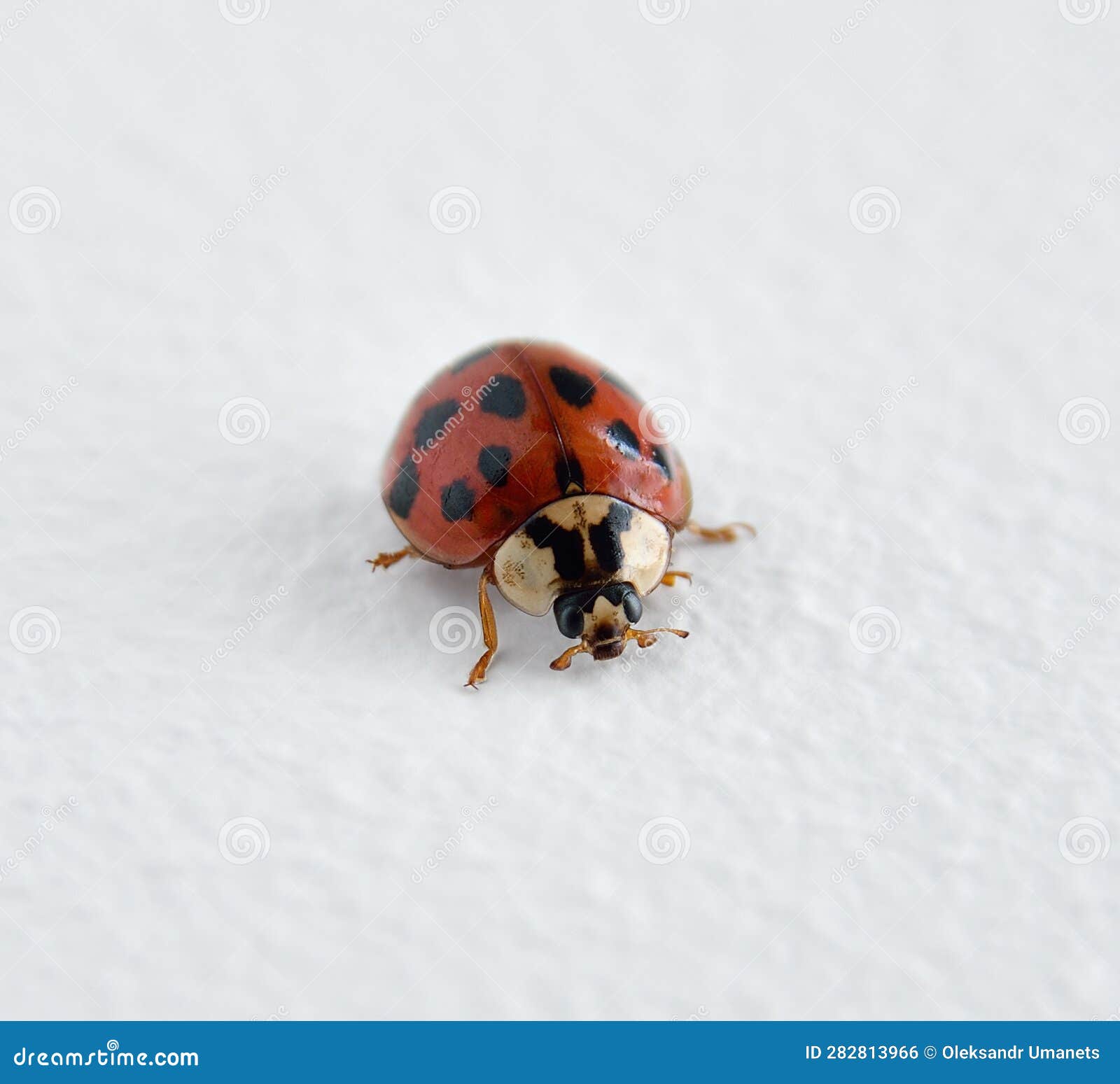 Red Ladybug on White Background, Closeup Stock Photo - Image of outdoor ...