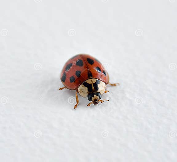 Red Ladybug on White Background, Closeup Stock Photo - Image of outdoor ...