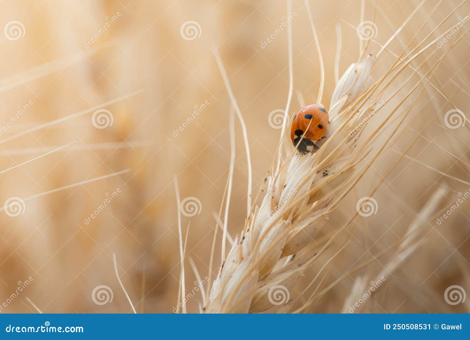Red Ladybugs in Field on Ear of Corn Stock Image - Image of field ...