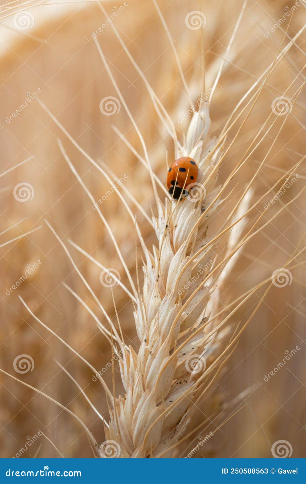 Red Ladybugs in Field on Ear of Corn Stock Image - Image of green ...