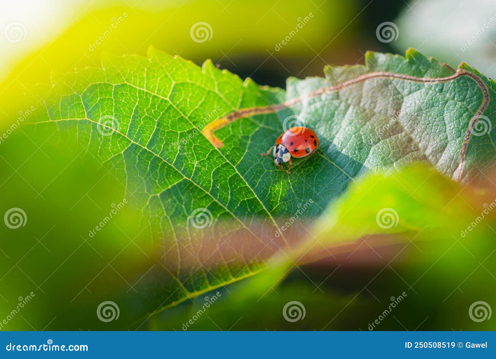 Red Ladybugs in Garden on Tree Branch Stock Image - Image of black ...