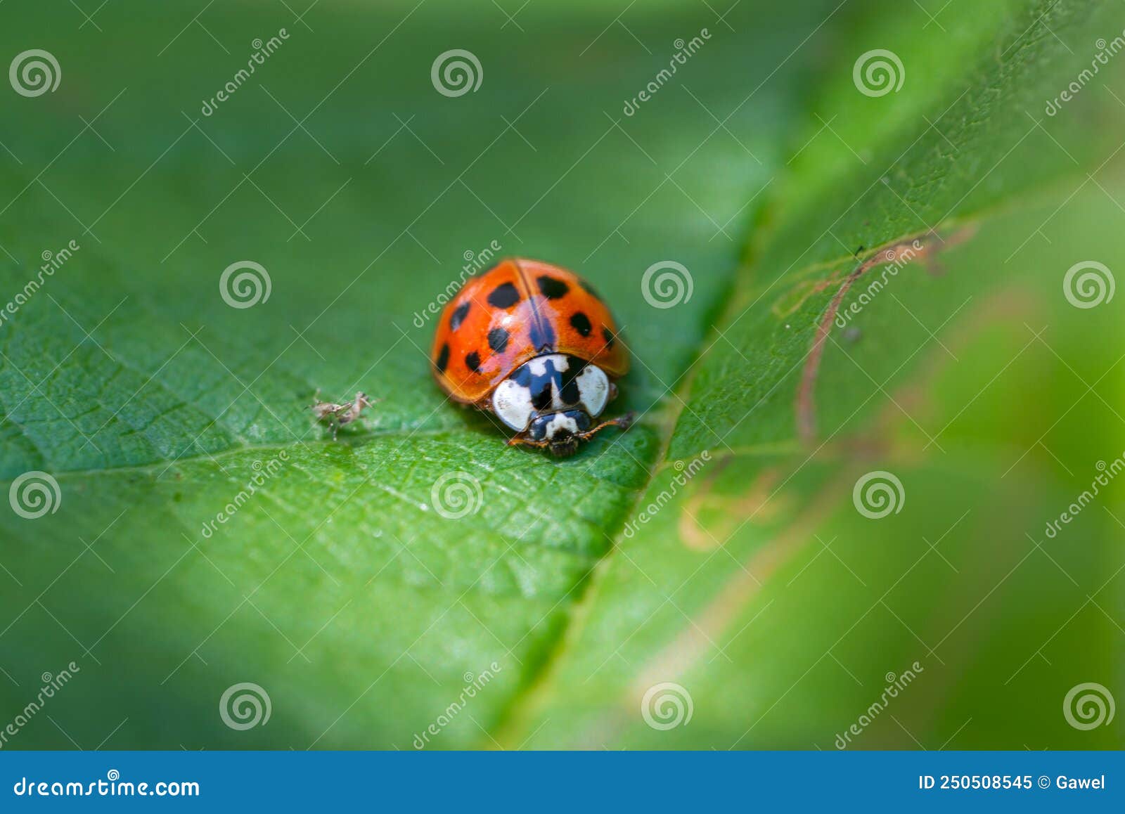 Red Ladybugs in Garden on Tree Branch Stock Image - Image of ladybird ...