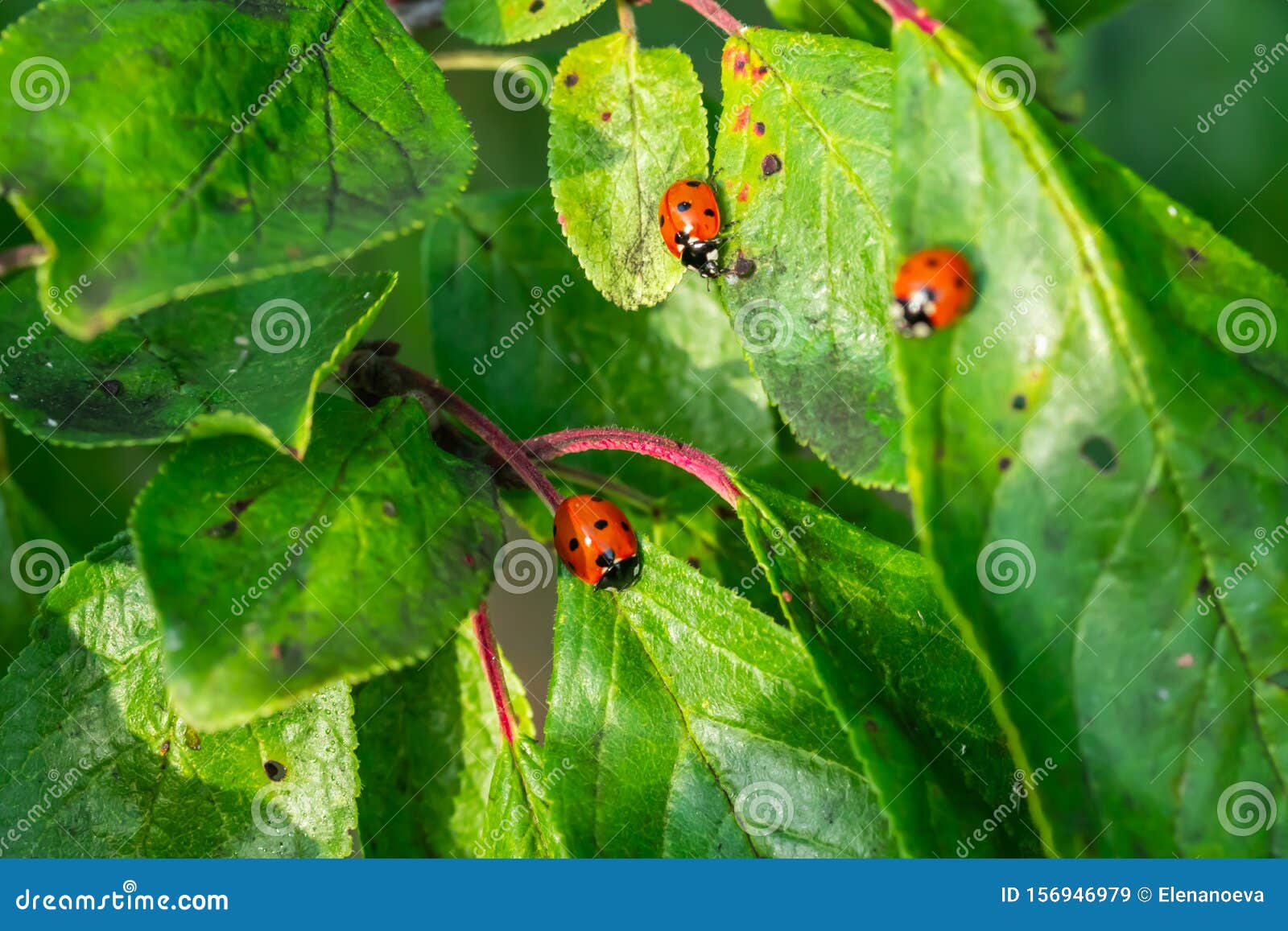 Red Ladybugs on a Green Leaves in the Garden Stock Image - Image of ...