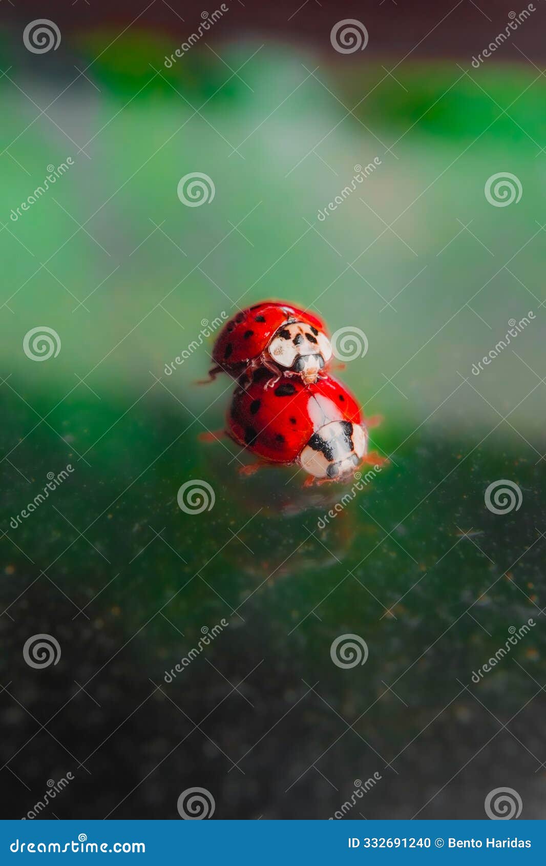 Red Ladybugs Mating with Each Other Stock Photo - Image of bugs, camera ...