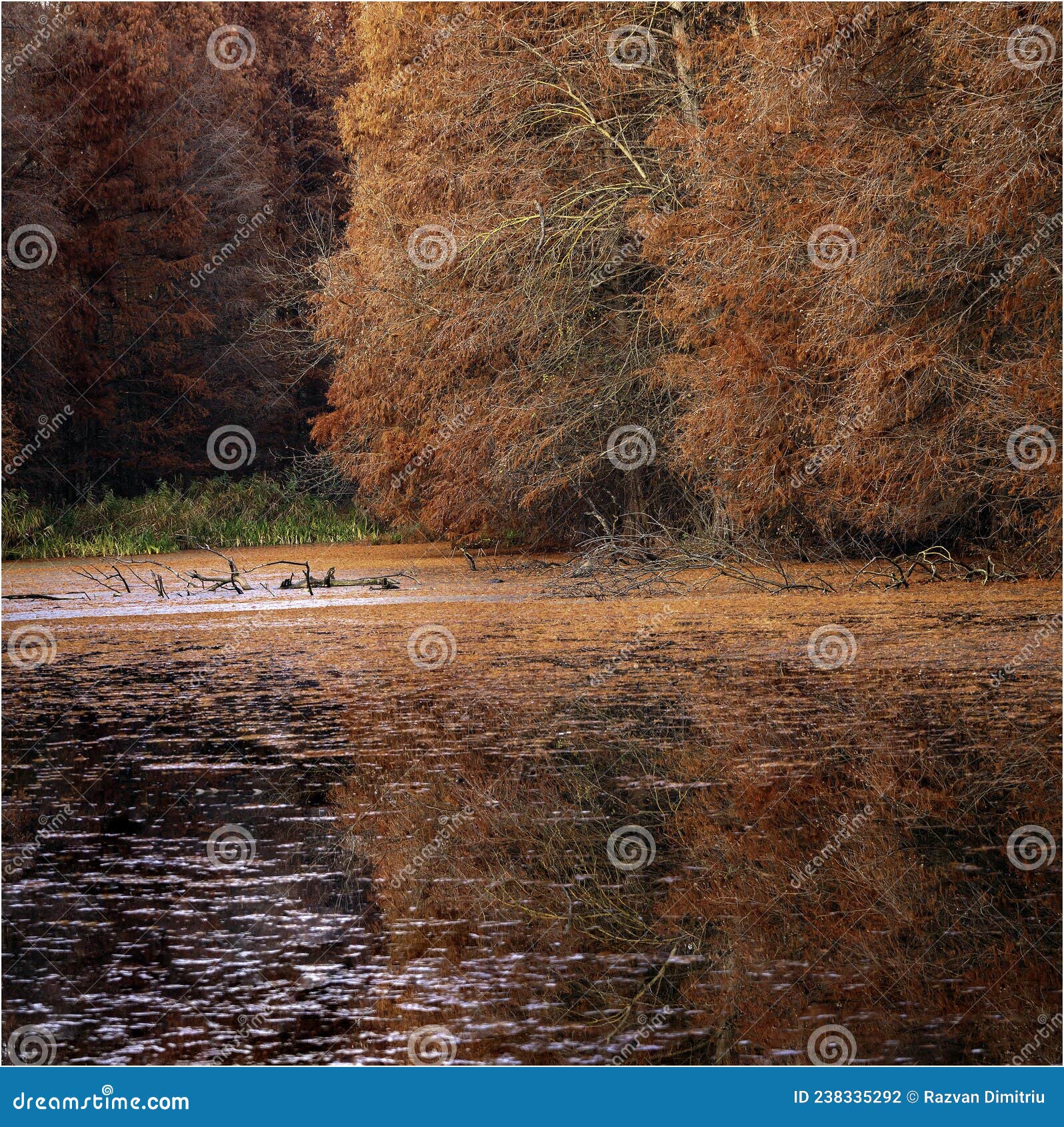 Red lake stock photo. Image of calm, walk, bright, autumn - 238335292