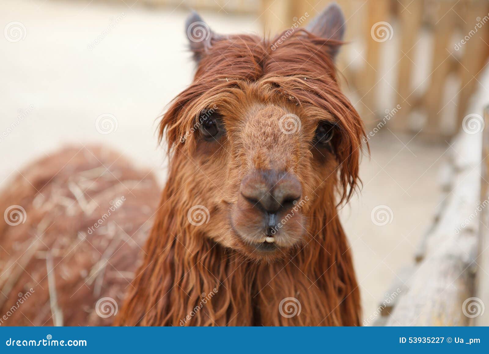Red Lama stock image. Image of neck, beard, wool, cute - 53935227