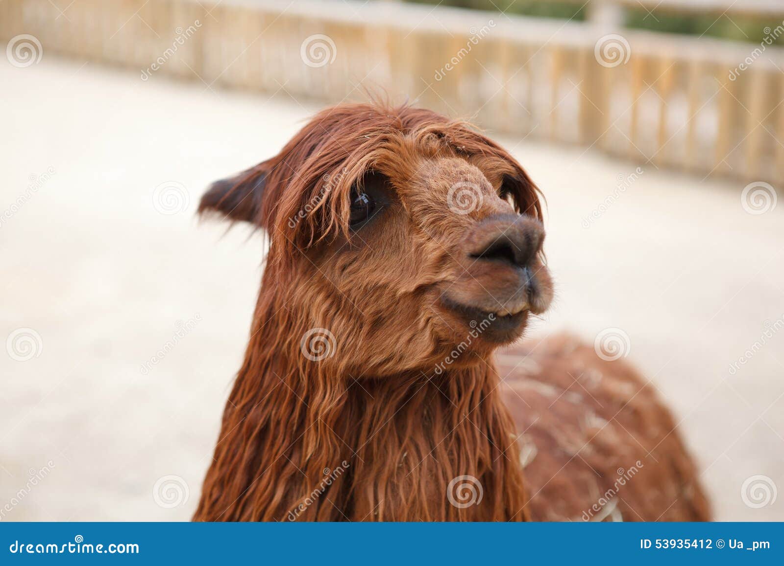 Red Lama stock photo. Image of south, face, fluffy, exotic - 53935412