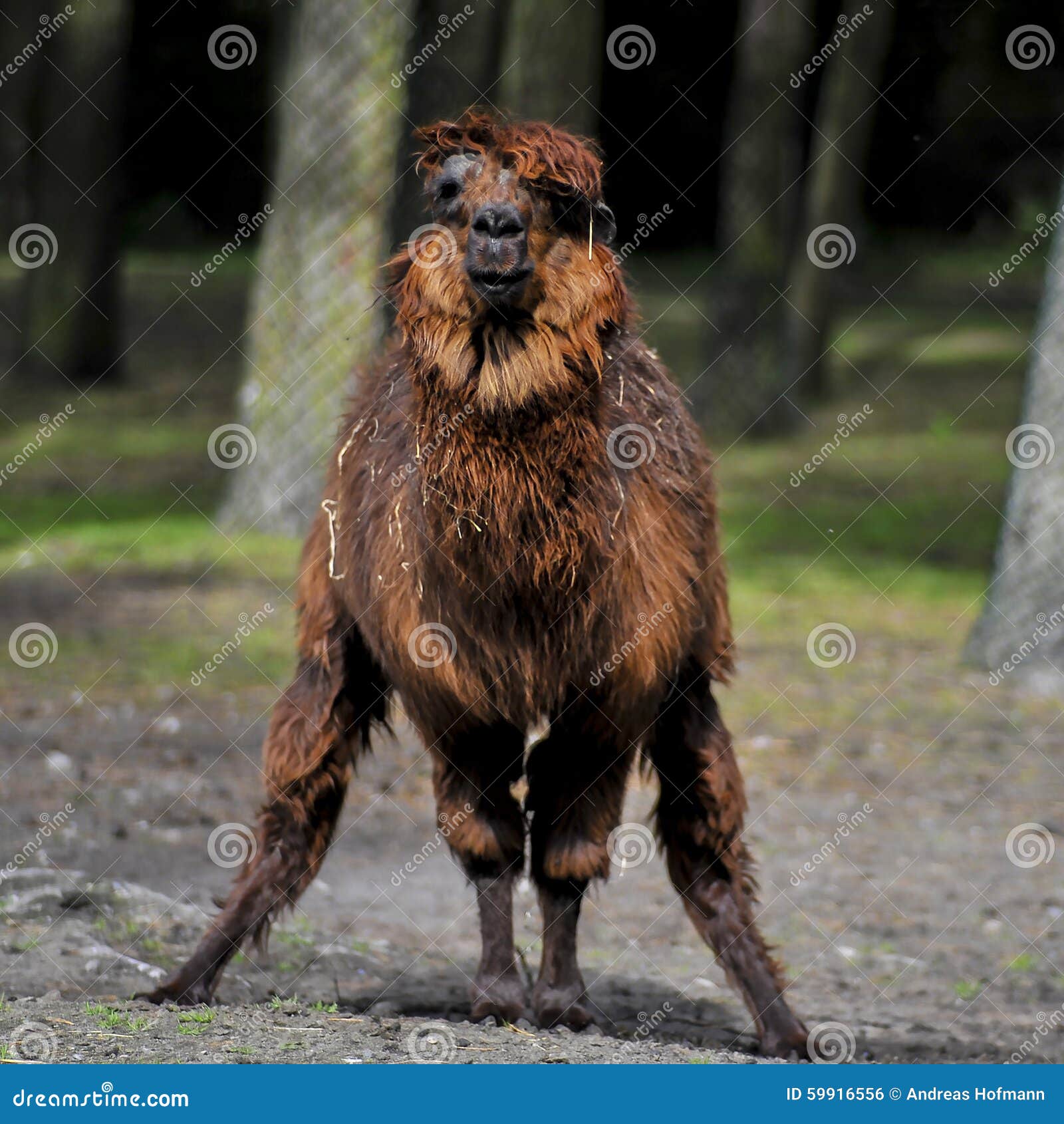 Red Lama with Stylish Haircut. Stock Photo - Image of alpaca, humor ...