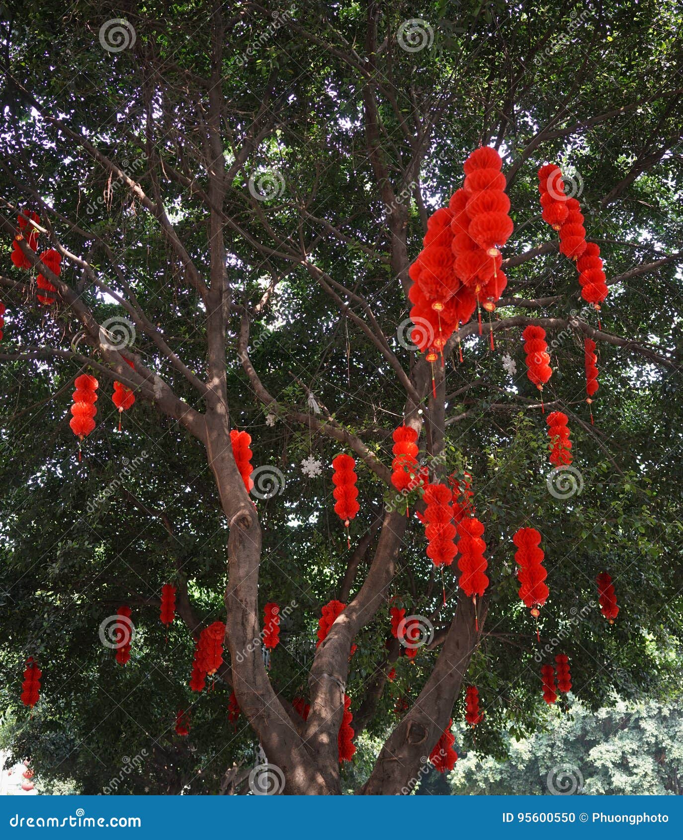 Red lanterns on the tree stock photo. Image of fabric - 95600550