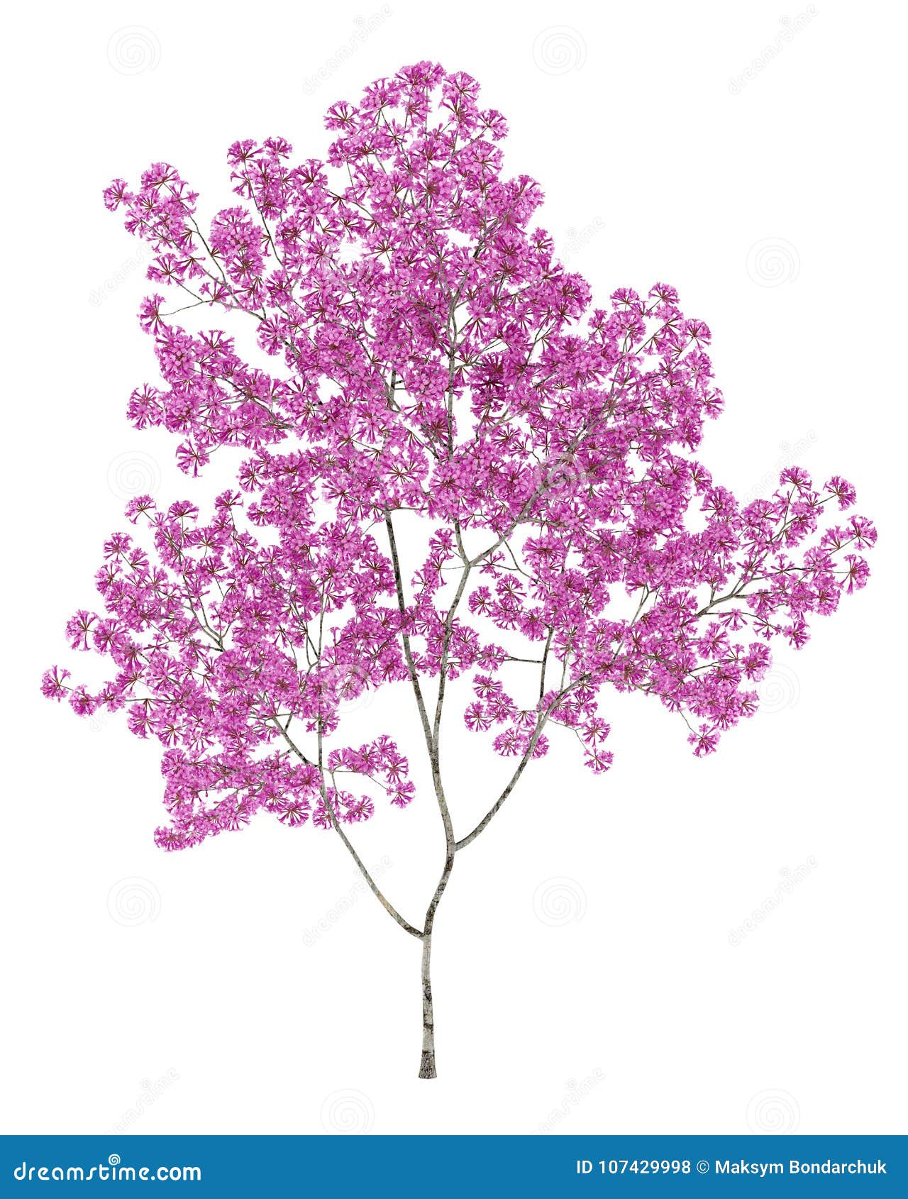 Lapacho Cartoons, Illustrations & Vector Stock Images - 54 Pictures to ...