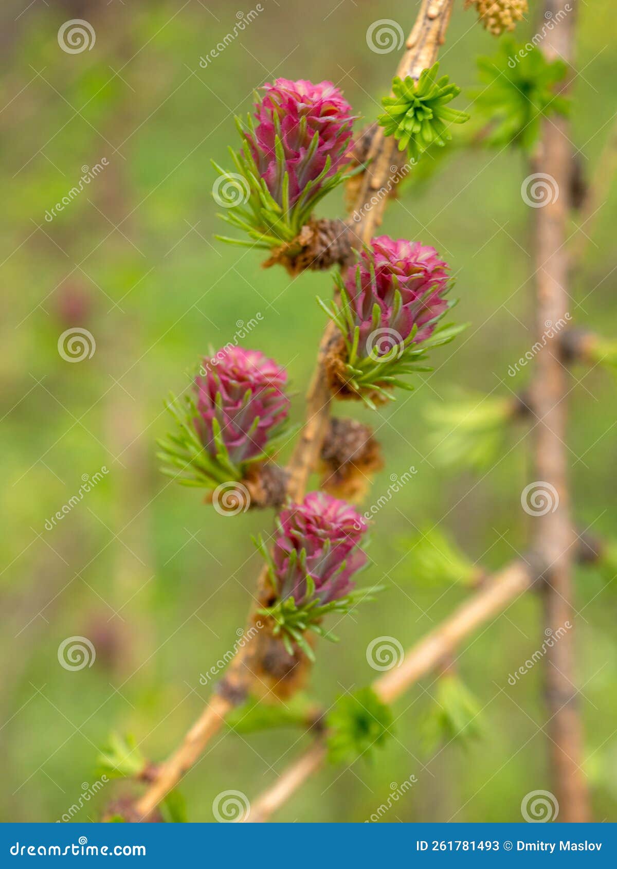 Red larch buds in spring stock image. Image of bright - 261781493