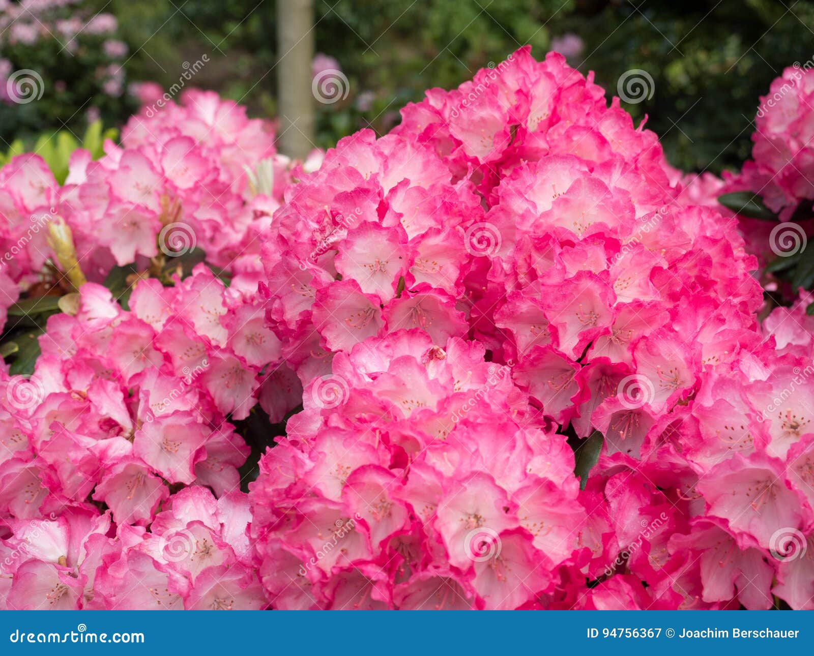 Red Large Rhododendrons in the Garden. Stock Image - Image of color ...