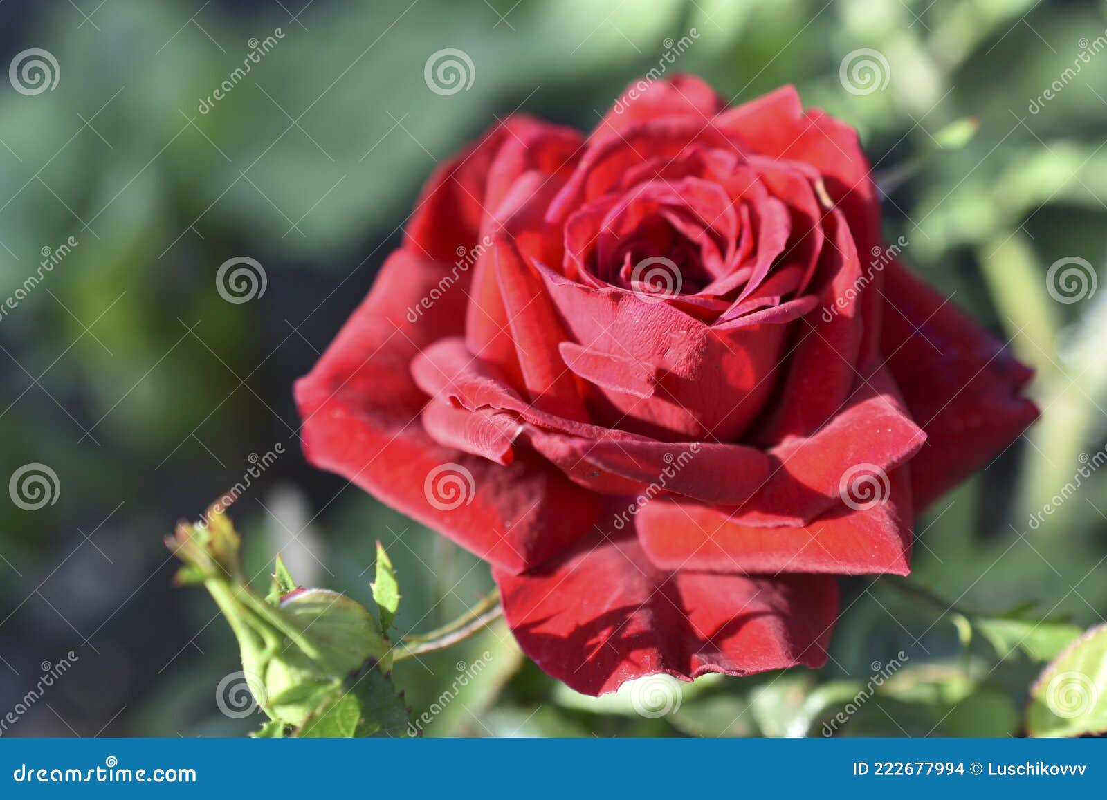 Red Large Rose Flower in the Afternoon in the Garden Stock Photo ...