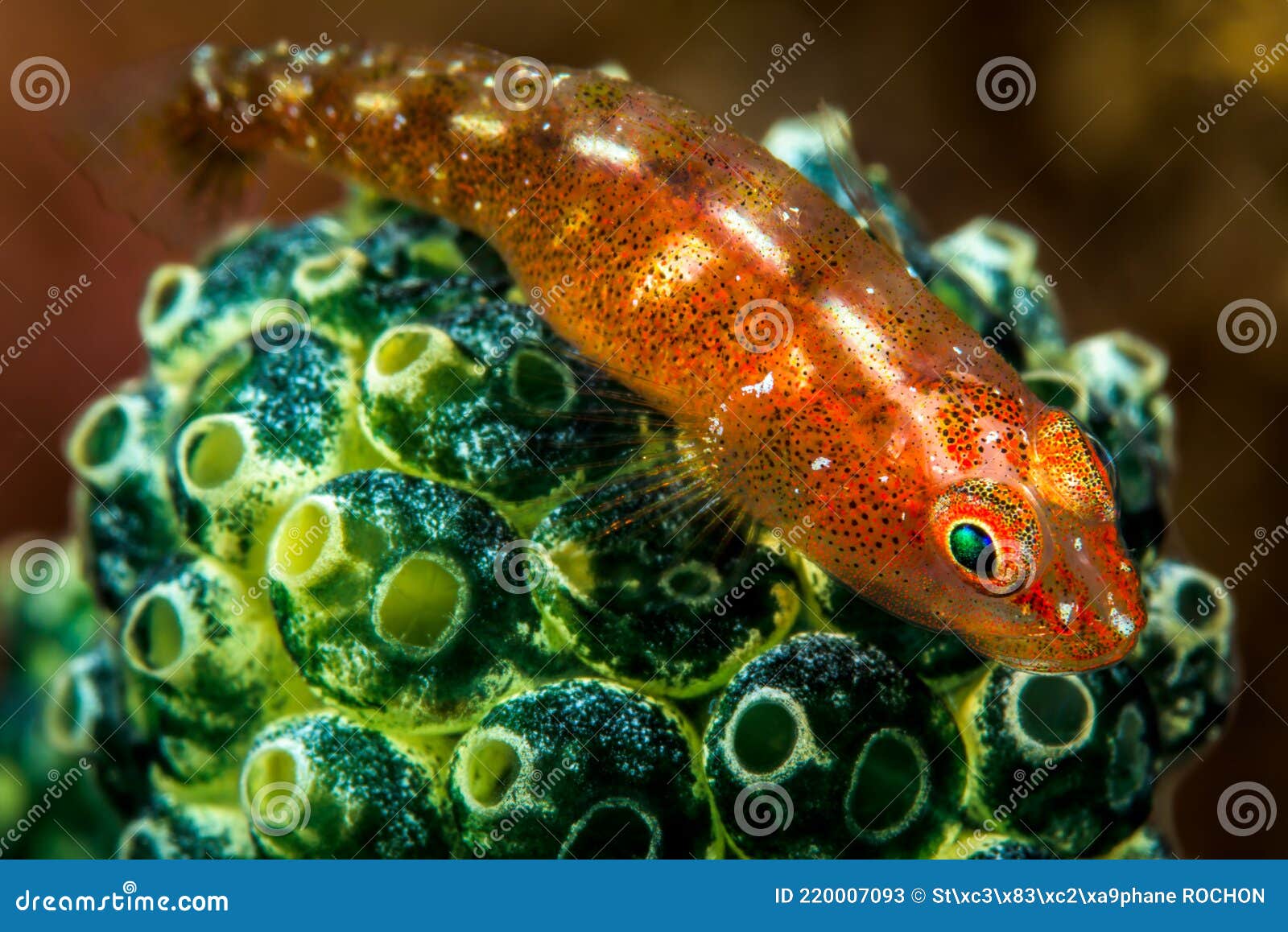 Largemouth triplefin stock image. Image of biodiversity - 220007093