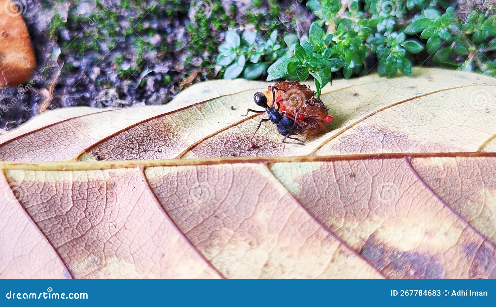 Red Larva or Caterpillar Getting Attacked by an Ant Stock Image - Image ...