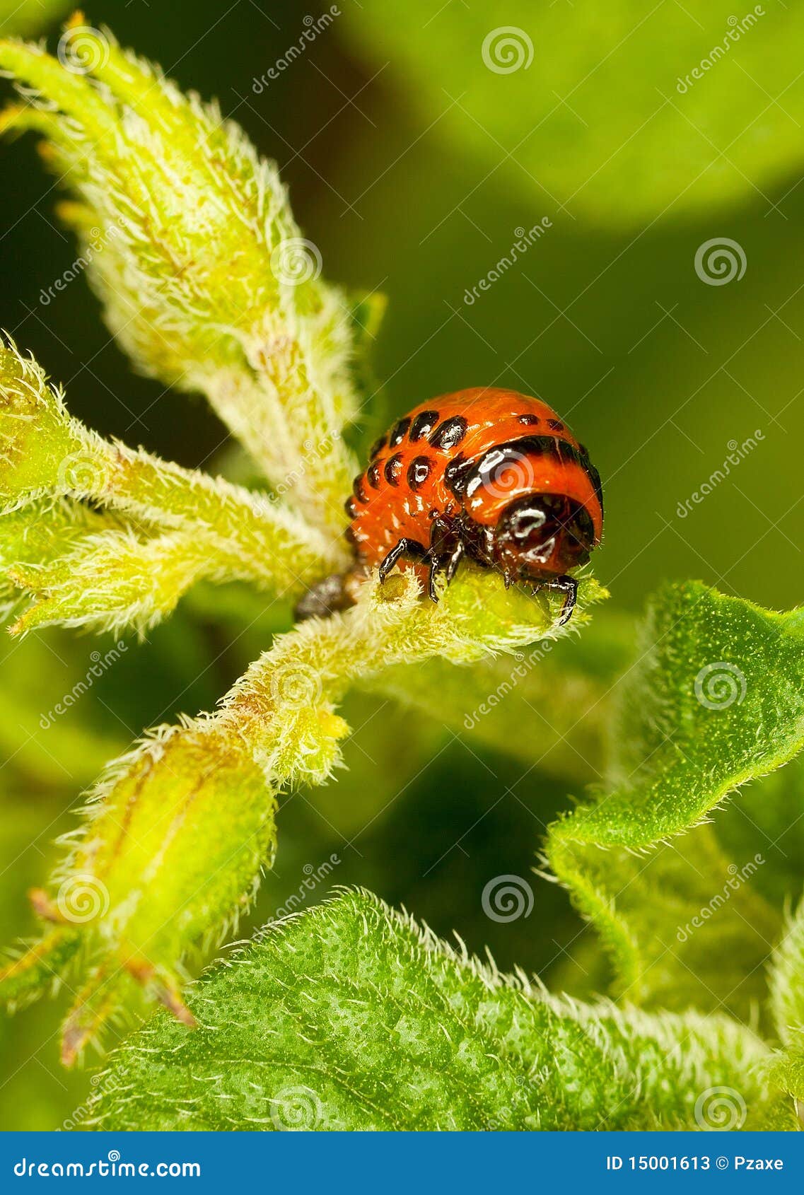 Red Larva Colorado Beetle Eats Leaves. Stock Image - Image of brindled ...