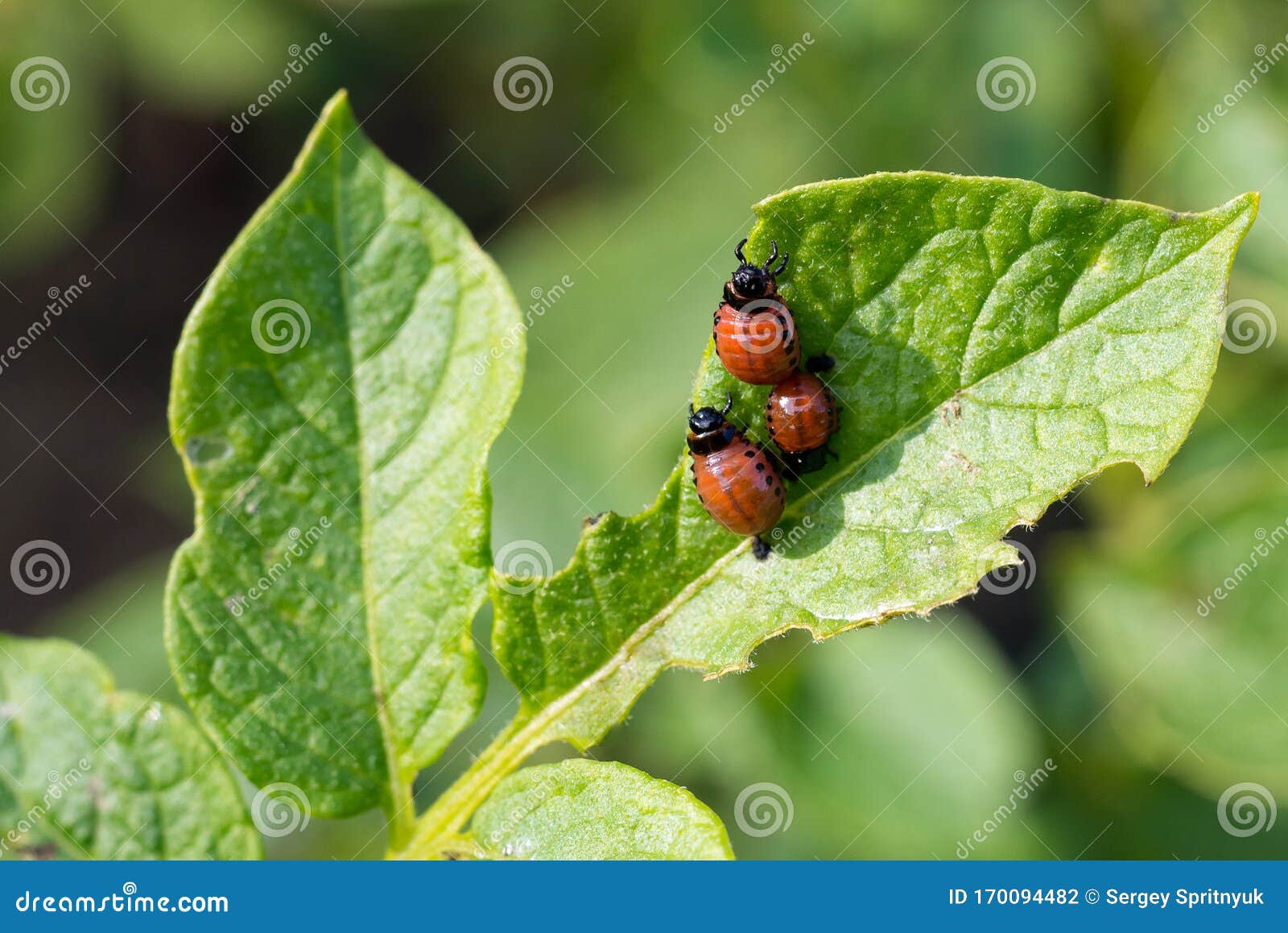 The Red Larva Colorado Potato Beetle Devouring a Luscious Green Leaf of ...