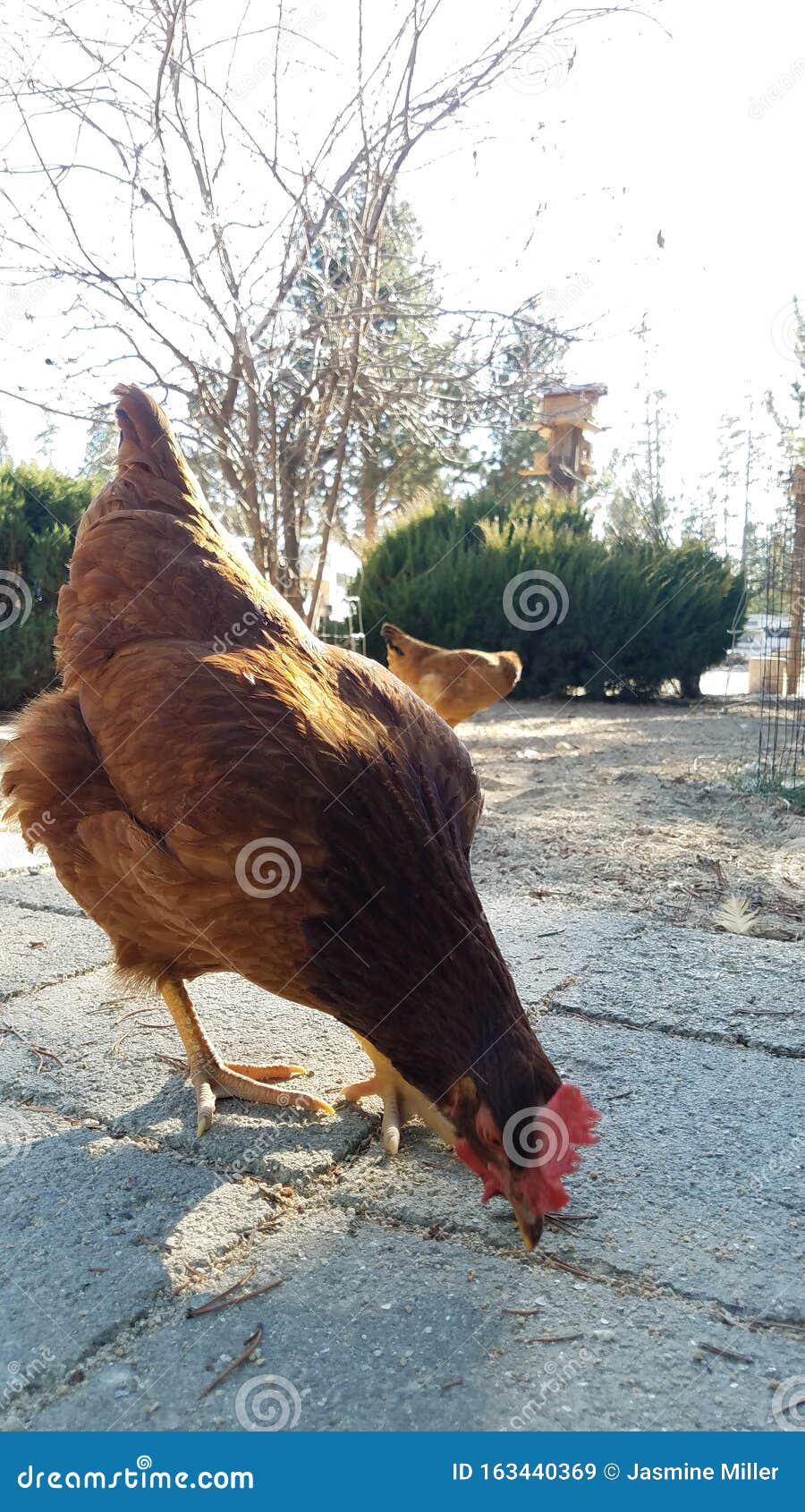 Red Layer Hen Pecking the Ground Stock Image - Image of pecking, layer ...