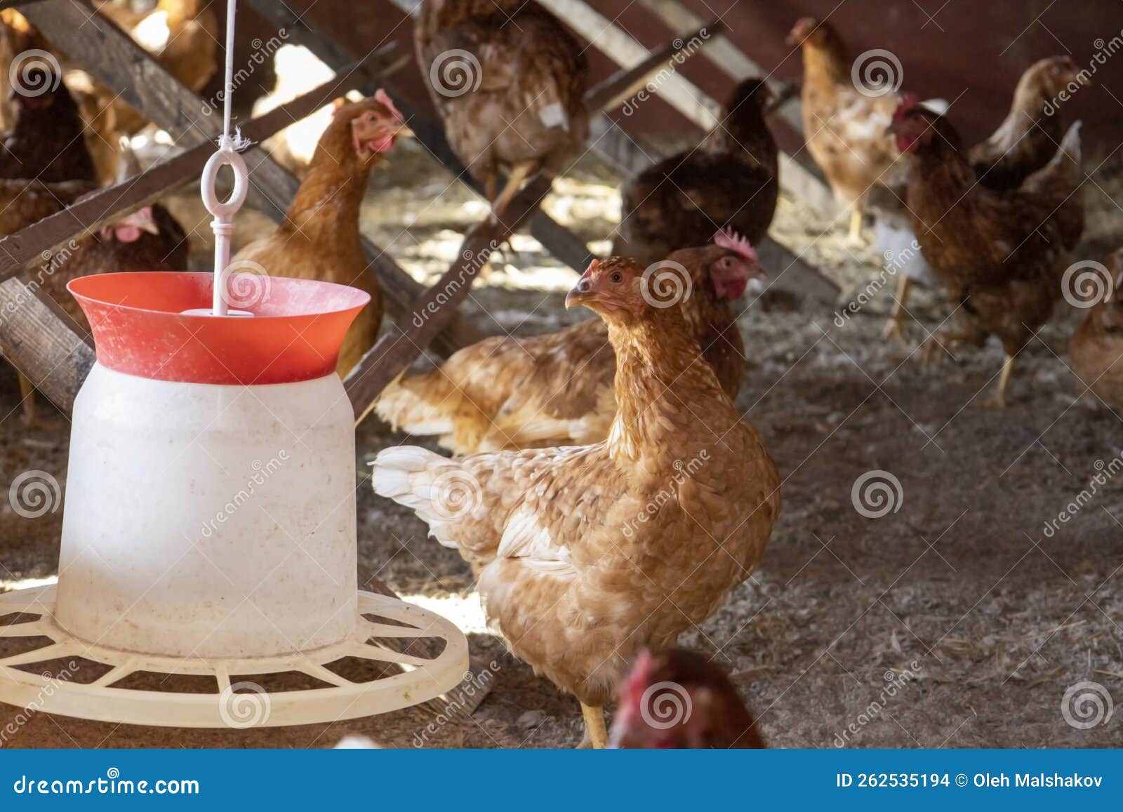 Red Laying Hens Near the Feeder Stock Photo - Image of scarlet, number ...