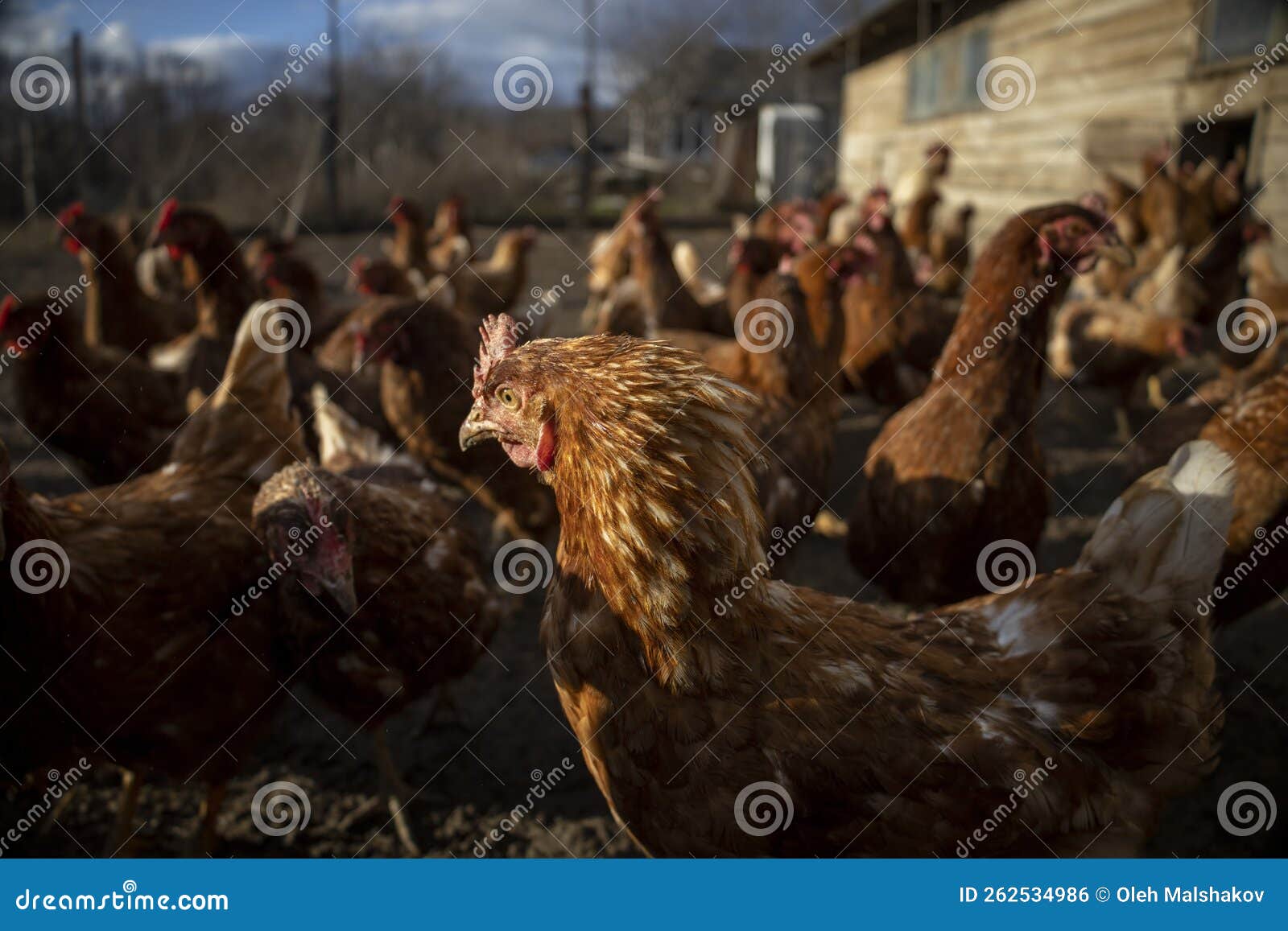 Red Laying Hens in the Yard. Selective Focus Stock Photo - Image of ...