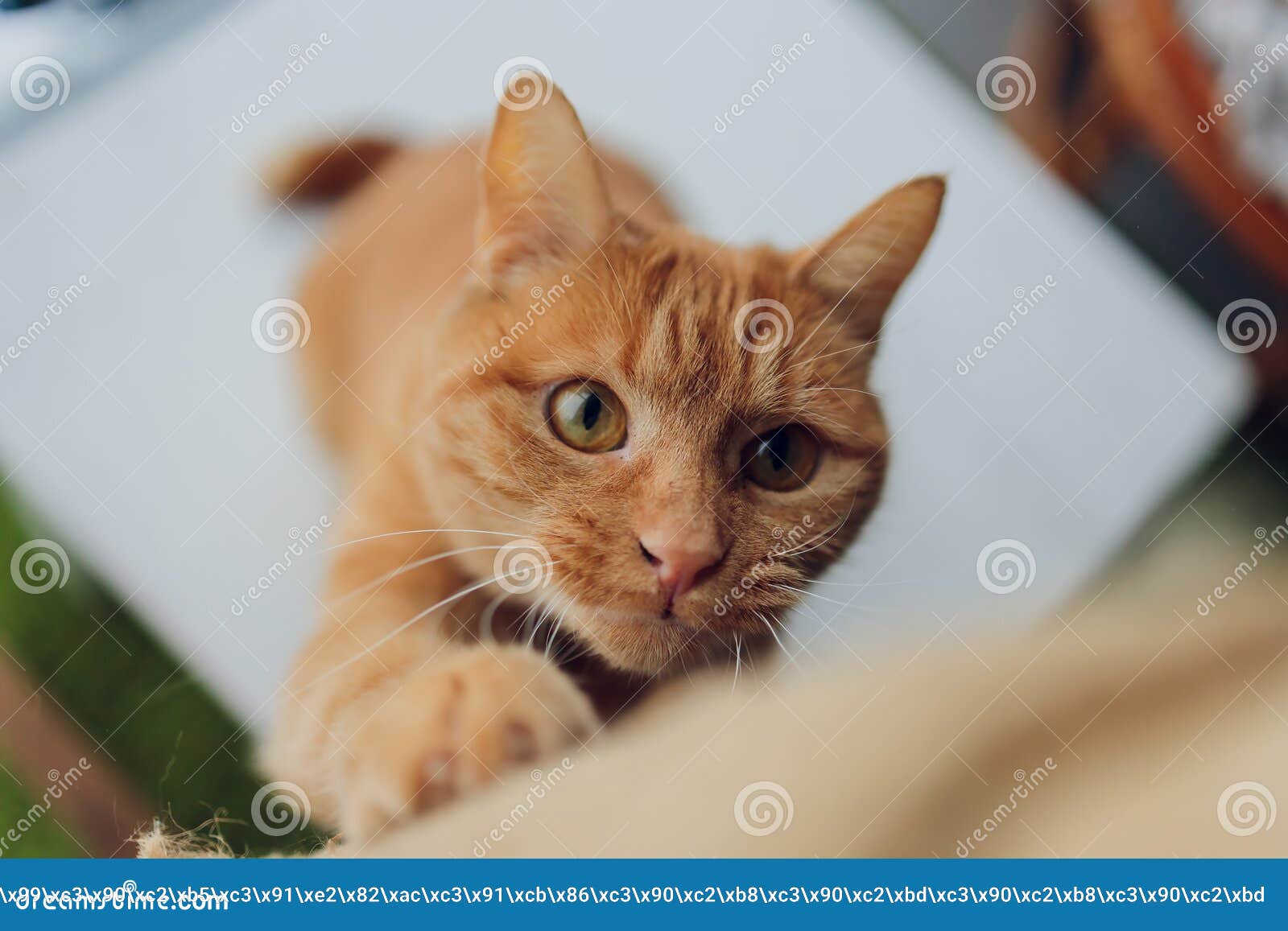 Red Lazy Cat with Big Eyes. Cute Lovely Fluffy Cat. Stock Image - Image ...