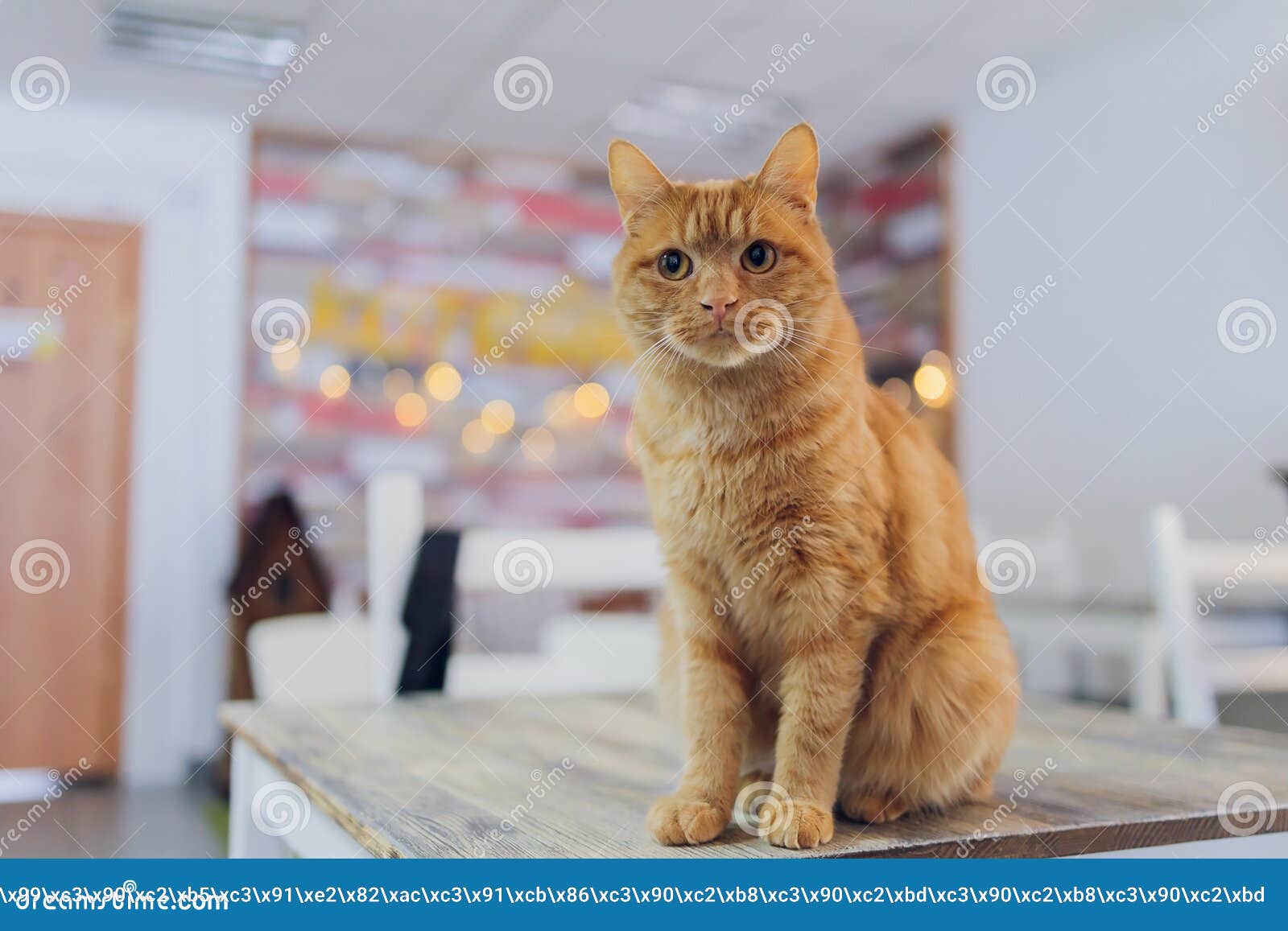 Red Lazy Cat with Big Eyes. Cute Lovely Fluffy Cat. Stock Image - Image ...