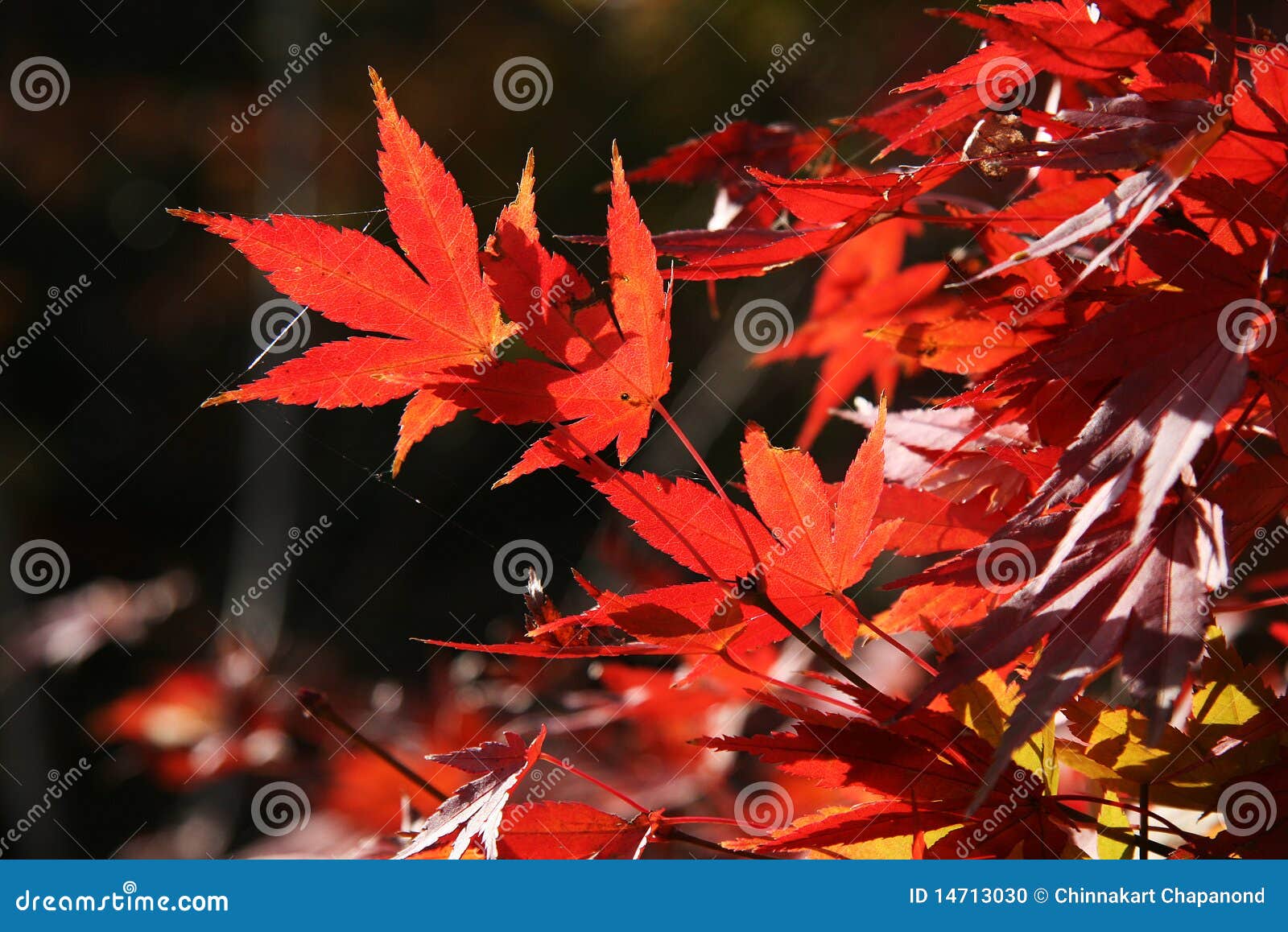 Red leaf stock photo. Image of beauty, leaves, landscape - 14713030