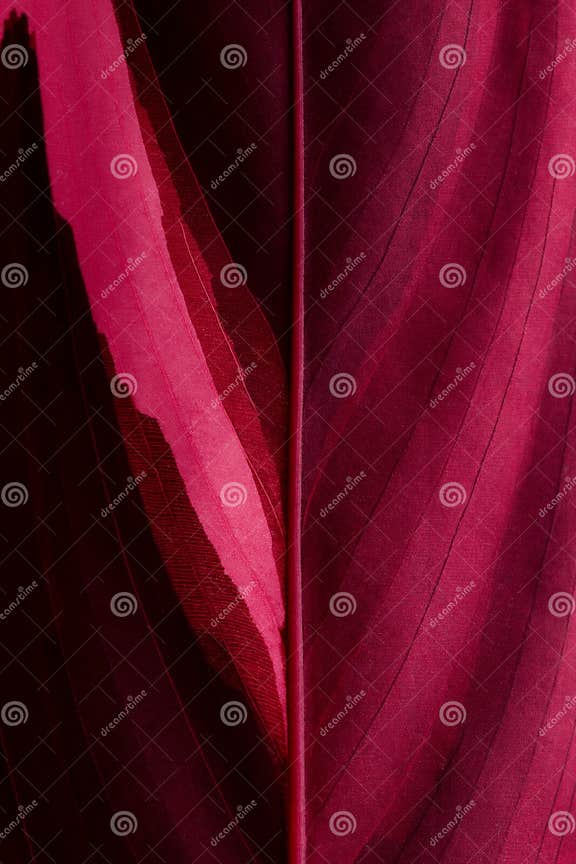 Red leaf stock image. Image of detail, grow, abstract - 6744469