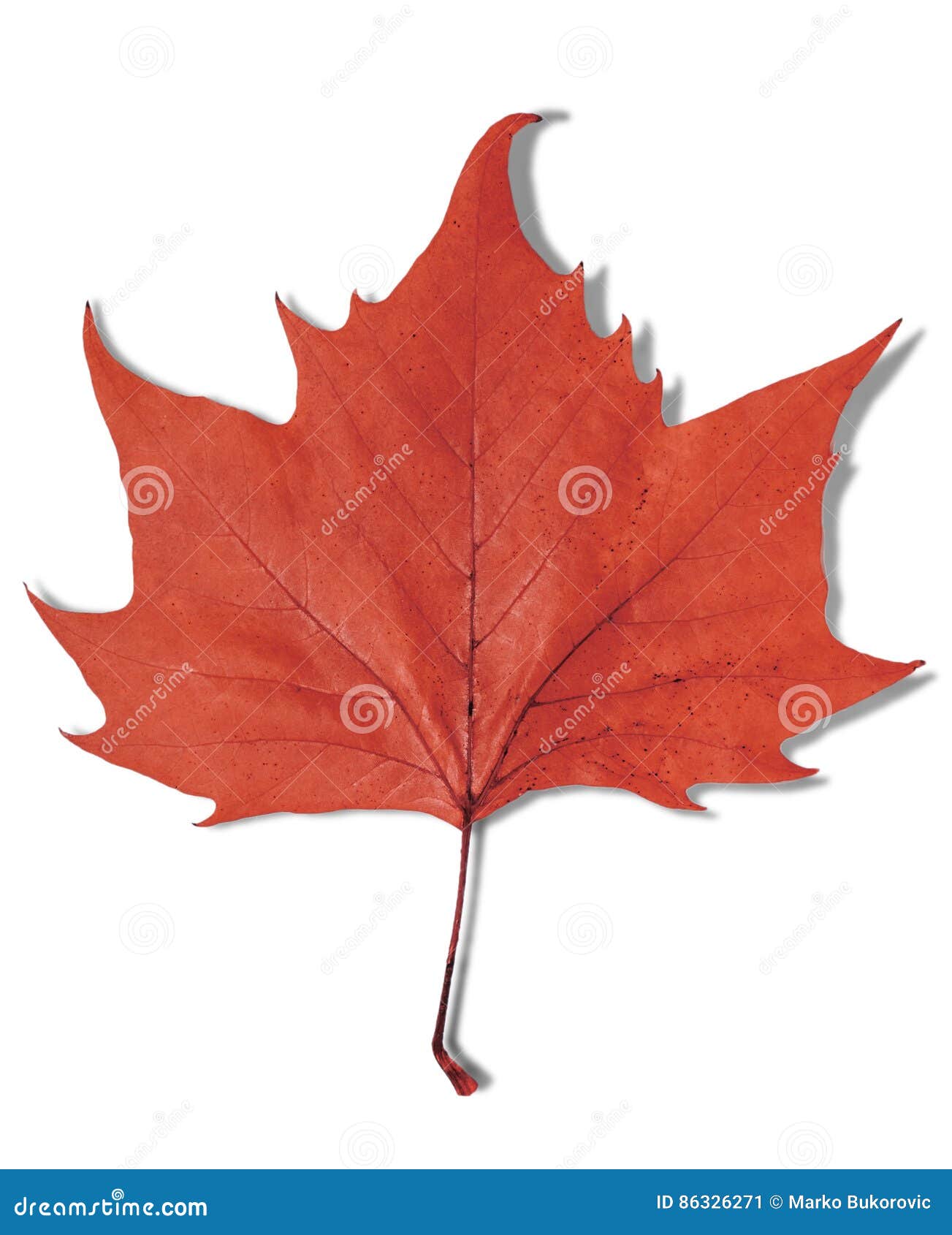 Red Leaf As an Autumn Symbol Isolated on White Stock Image - Image of ...