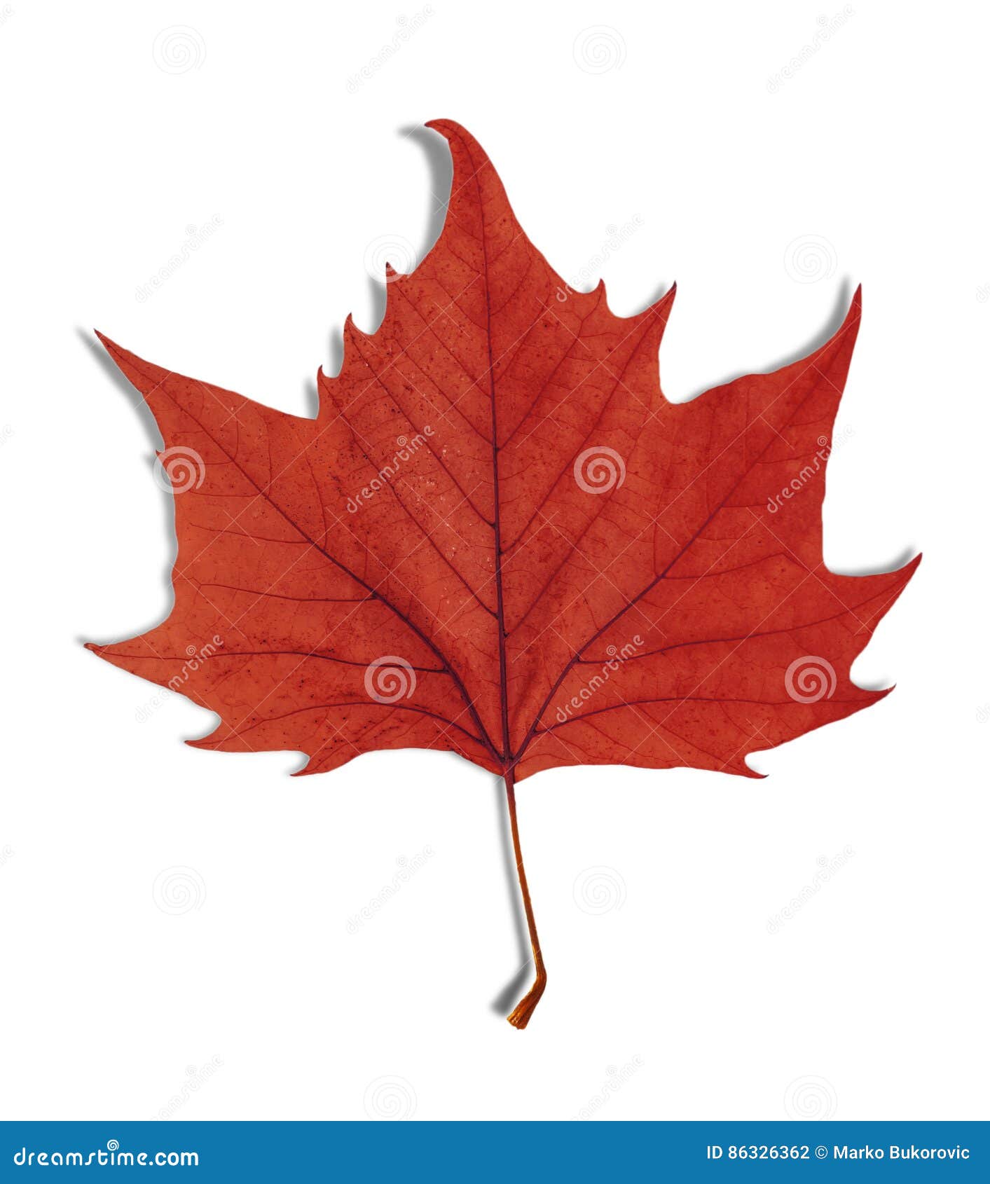 Red Leaf As an Autumn Symbol Isolated on White Stock Photo - Image of ...