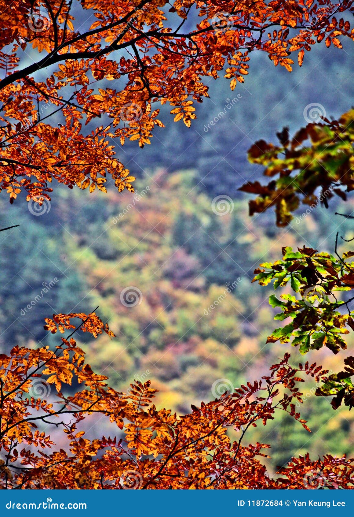 Red Leaf in Autumn in China Stock Photo - Image of autumnal, branch ...