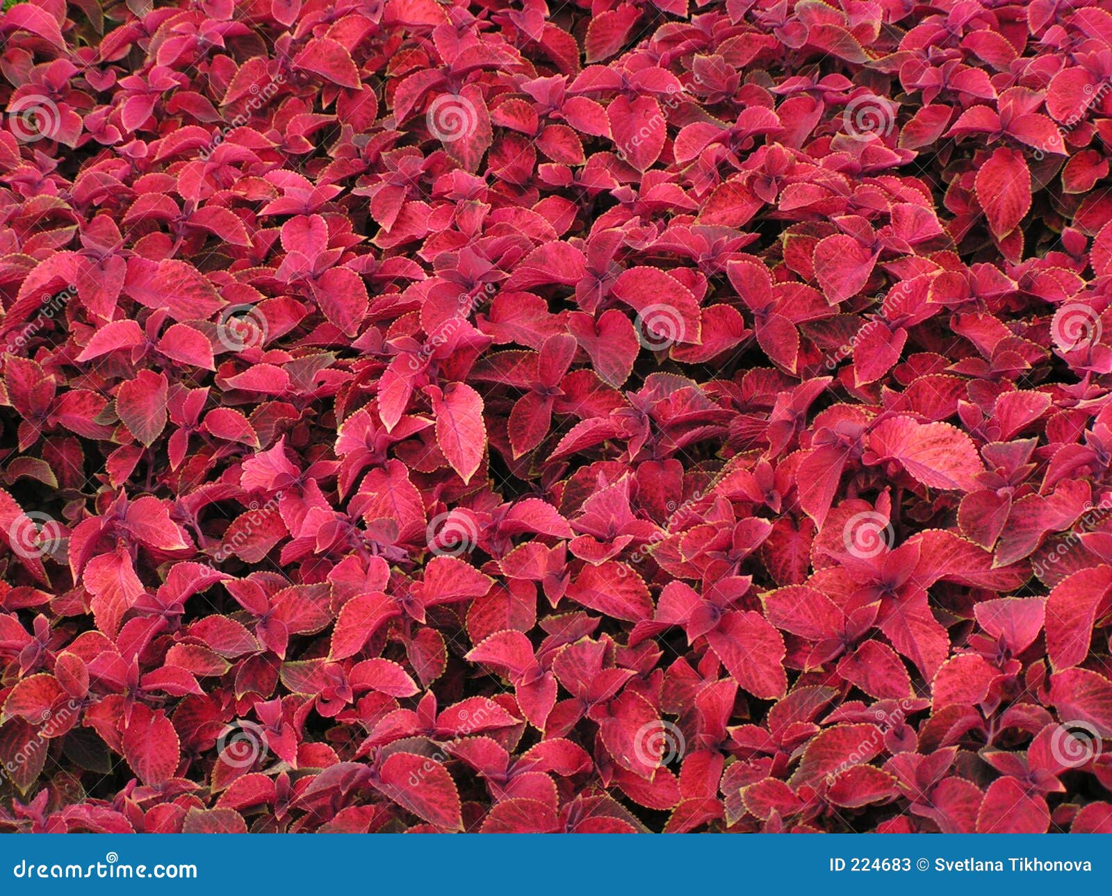 Red Leaf Background Picture. Image: 224683