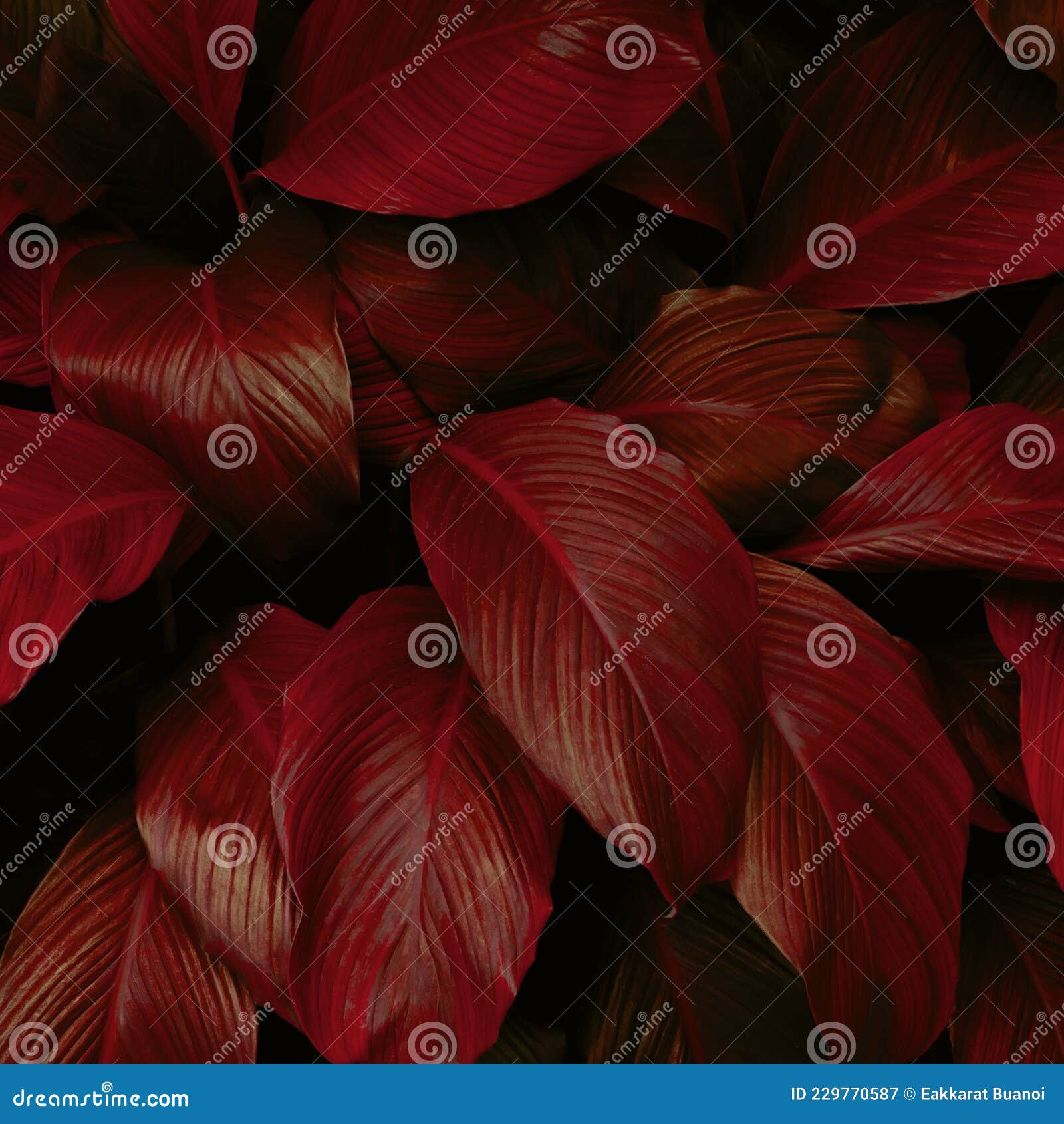 Red Leaf Background, Nature Background Stock Image - Image of flower ...