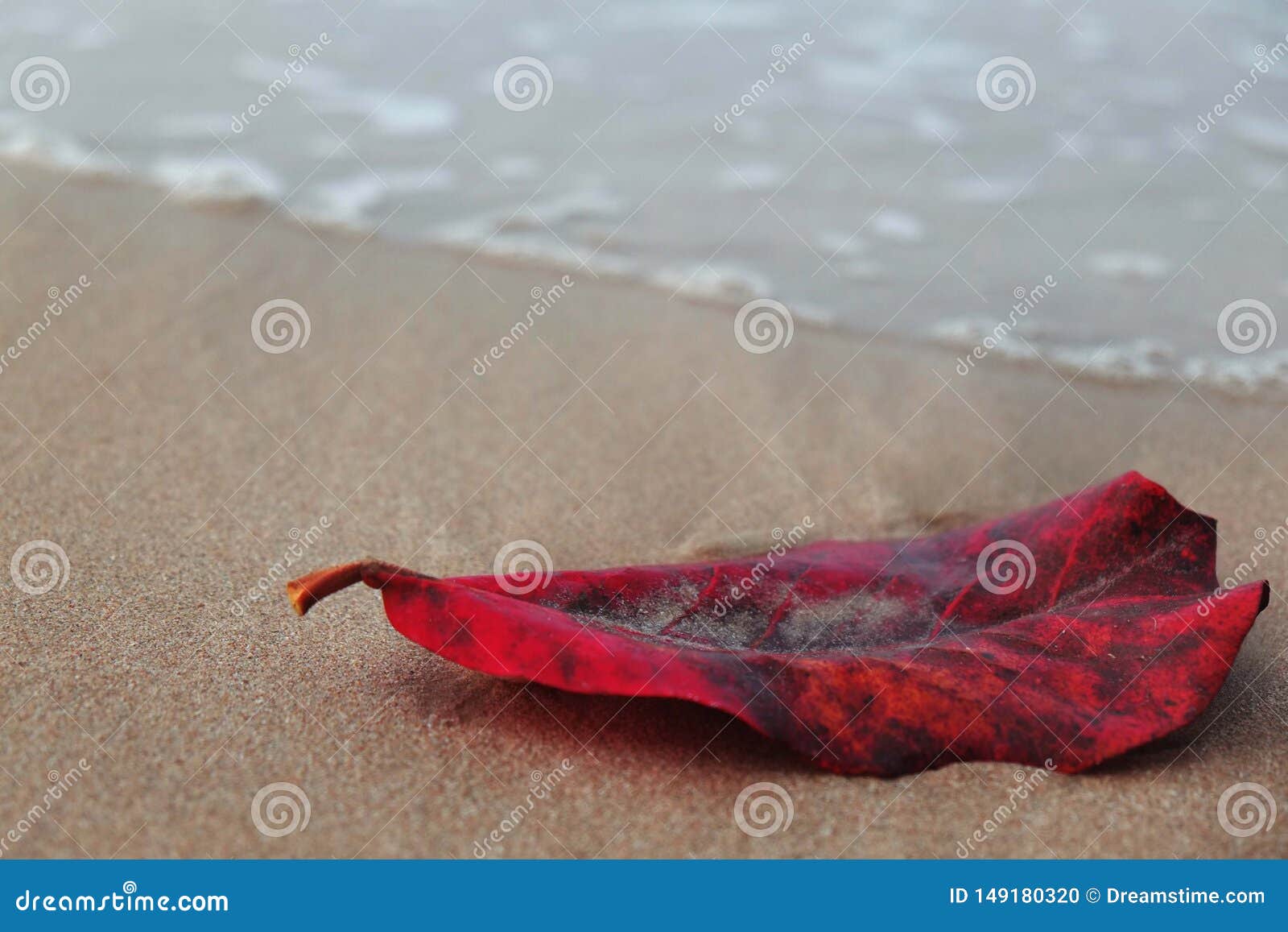 Red leaf on the beach stock photo. Image of wall, alone - 149180320