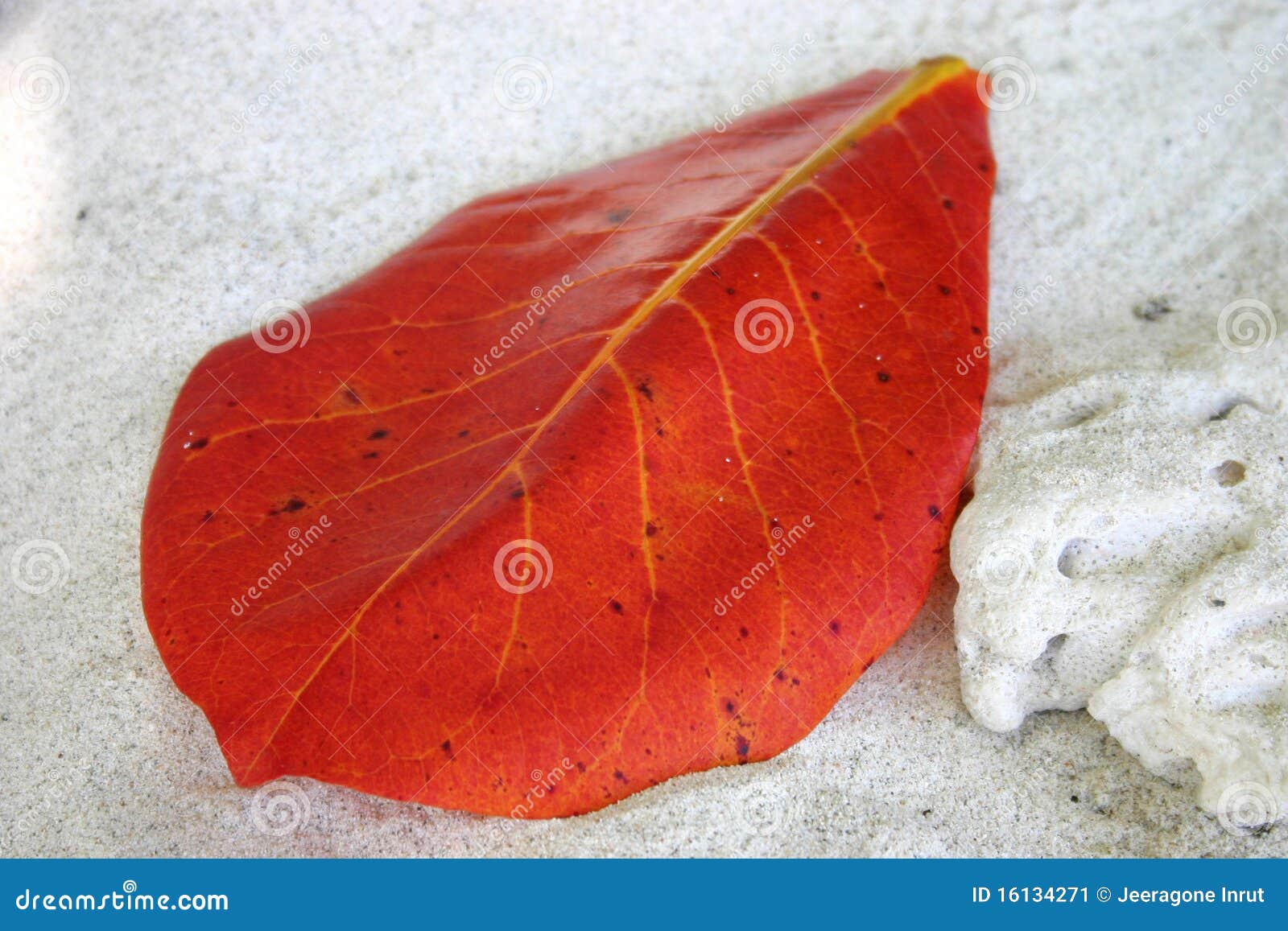 Red Leaf on the Beach stock image. Image of caribbean - 16134271