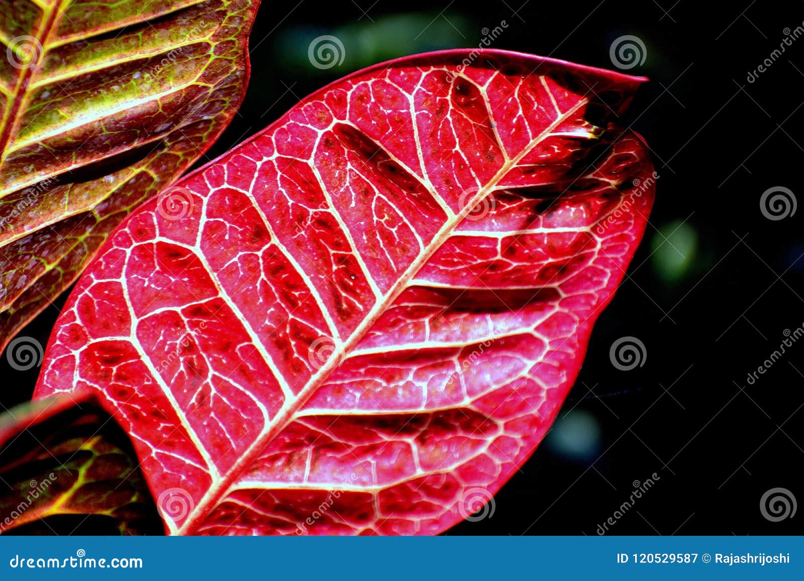 Red Leaf with Beautiful Pattern Stock Image - Image of closed, beauty ...