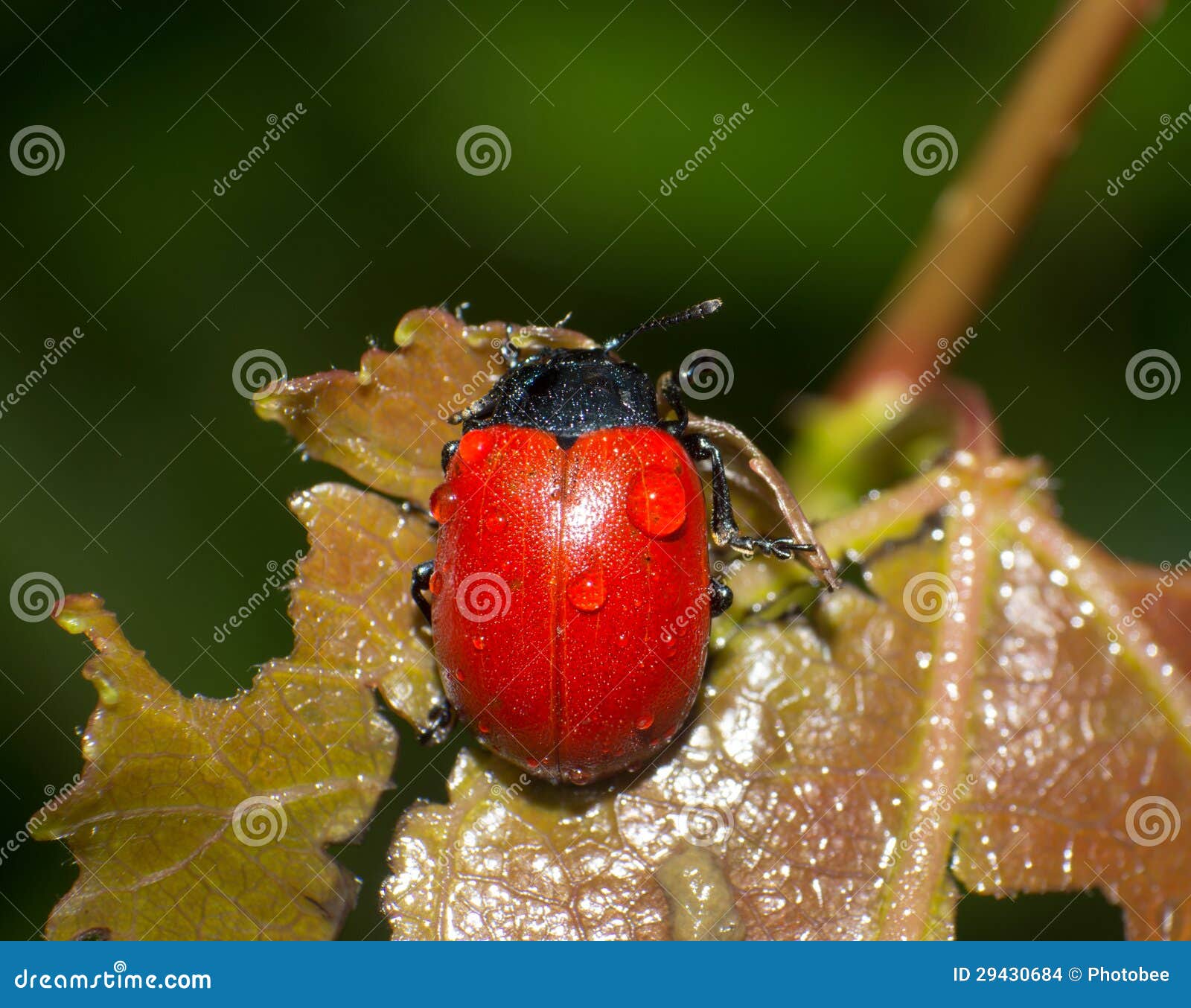 Red leaf beetle stock photo. Image of insects, green - 29430684
