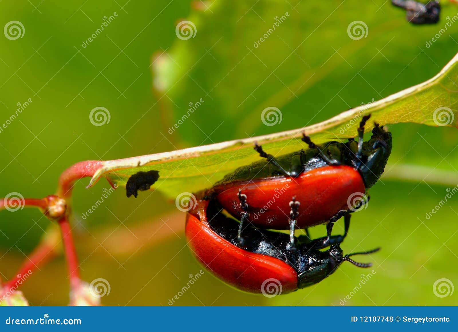 Red Leaf Beetles Reproduction Stock Photo - Image of environment, leaf ...