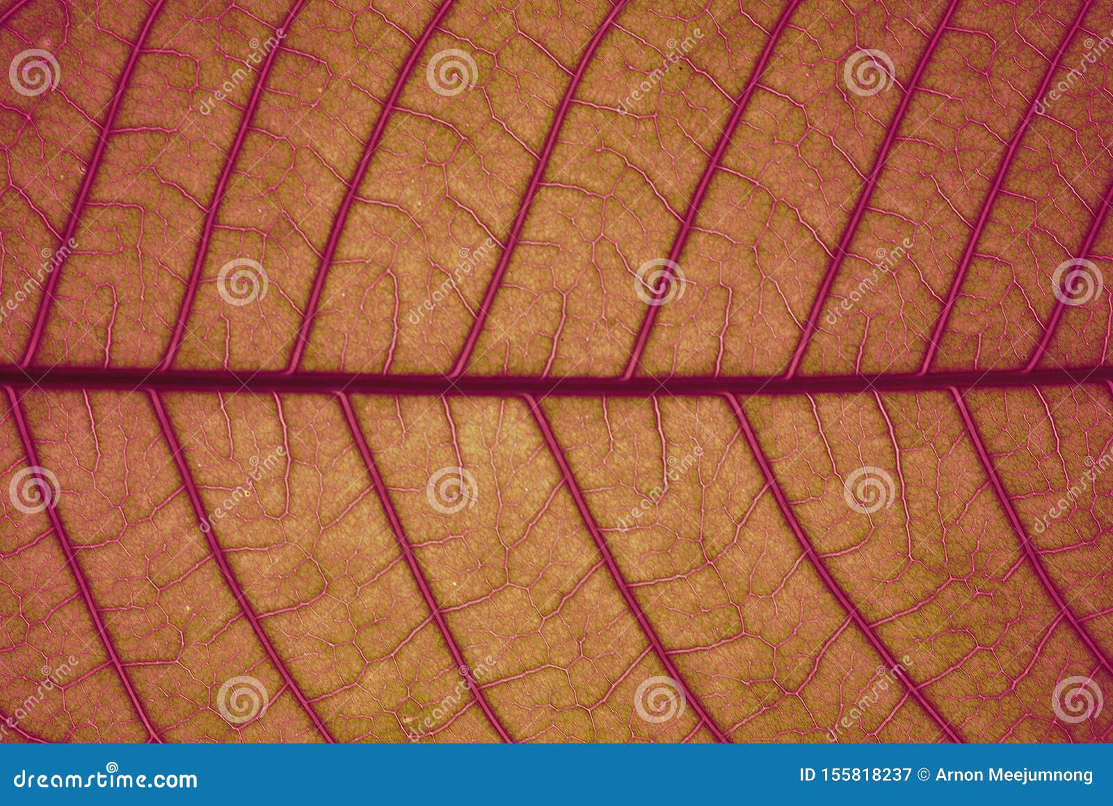 Red leaf biology texture stock image. Image of bright - 155818237