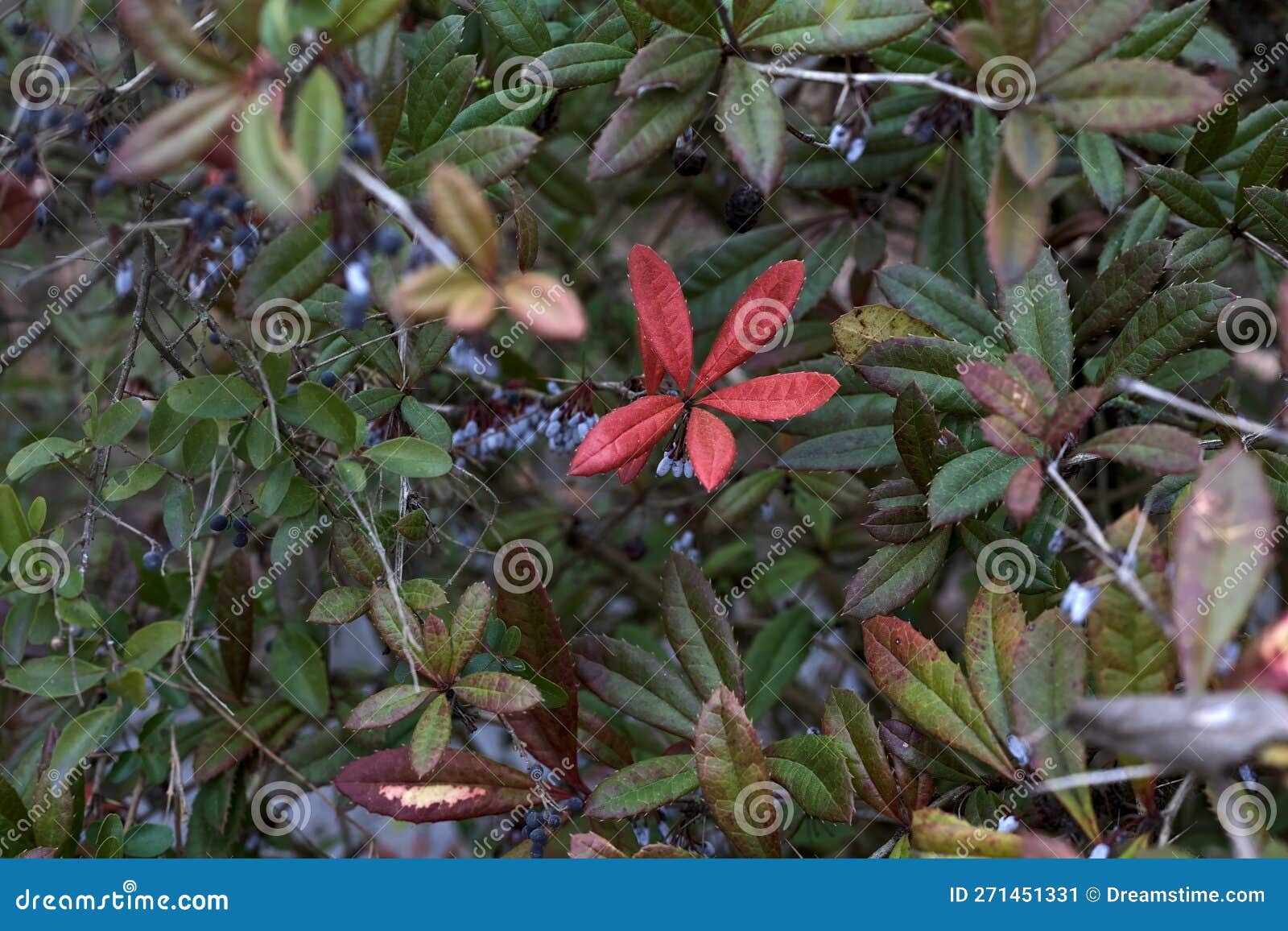 Red Leaf in a Bush Seen Up Close Stock Image - Image of growing, leaf ...