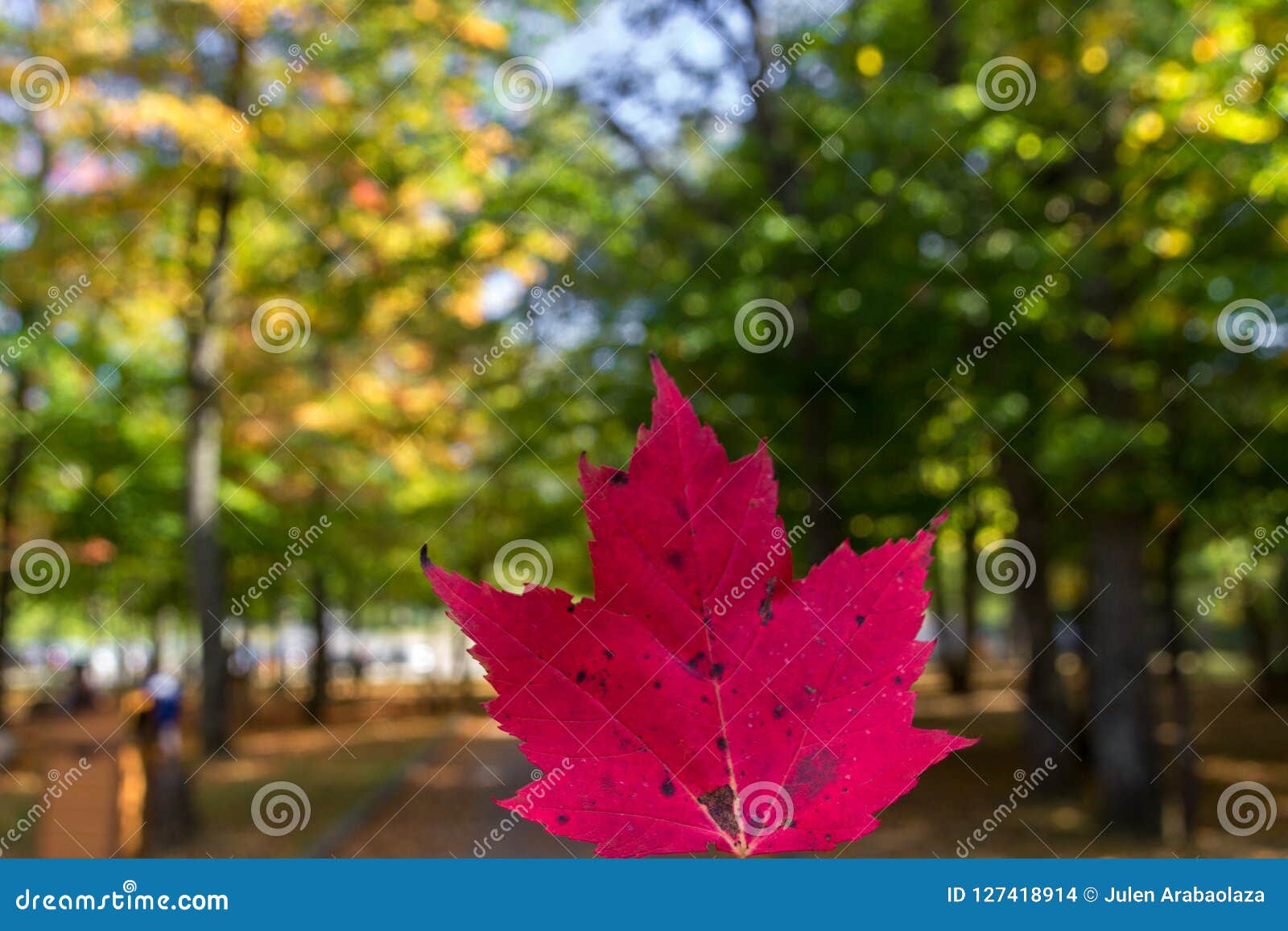 Red Leaf of Canada in a Forest Stock Photo - Image of leaf, texture ...